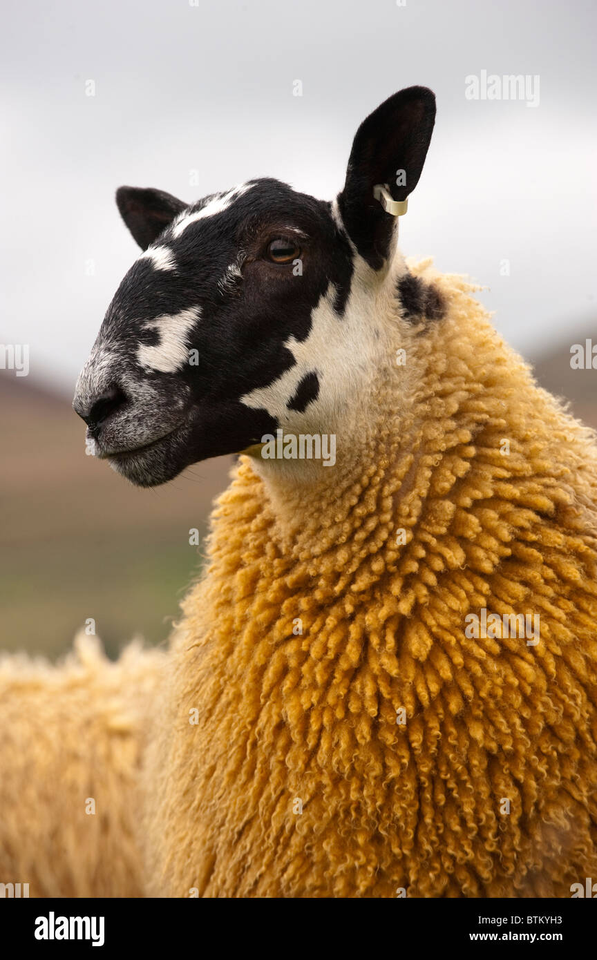 Scotch mules, progeny of Blue Faced Leicester ram and a Blackface ewe ...
