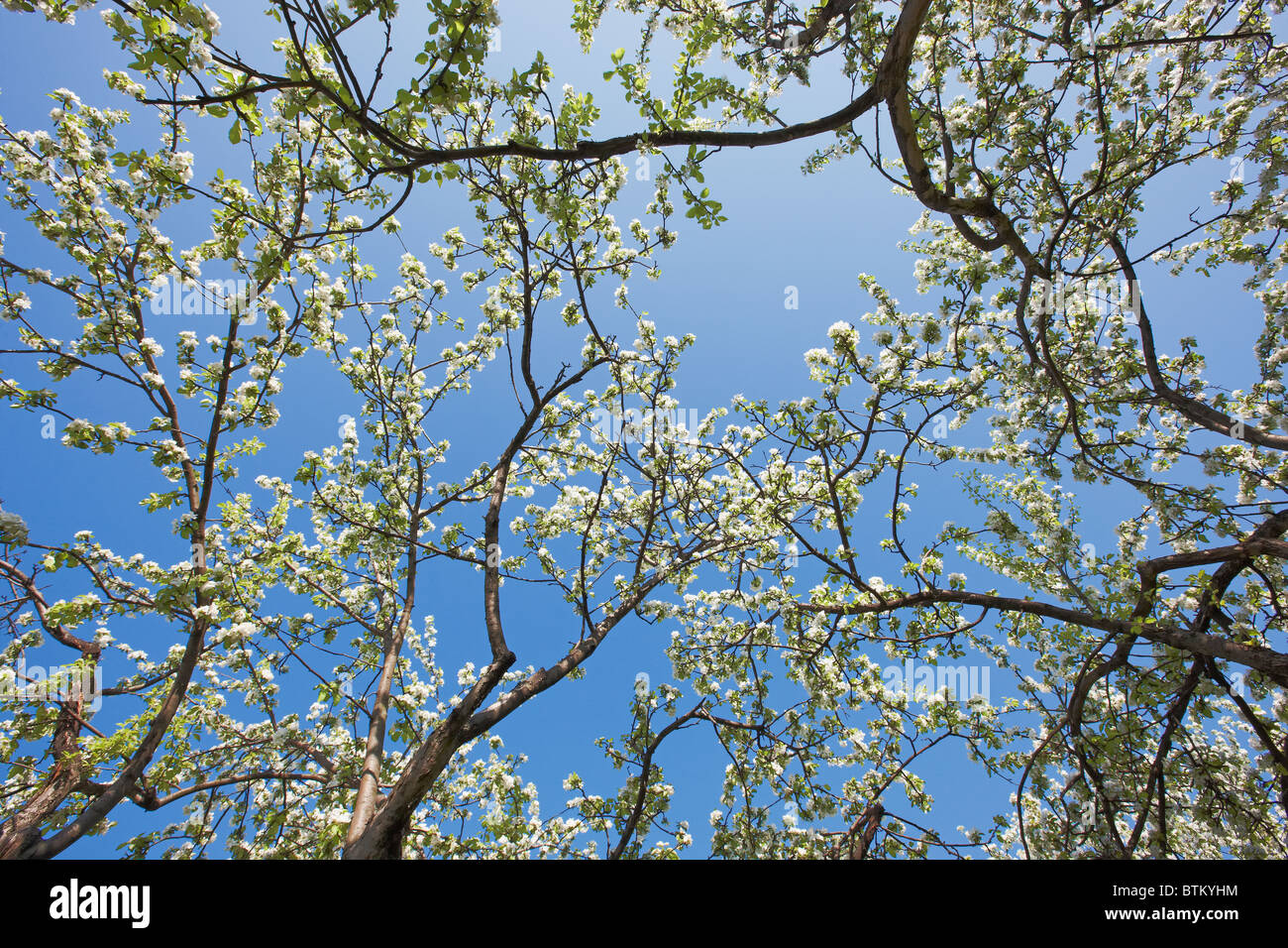 Apple trees in bloom hi-res stock photography and images - Alamy