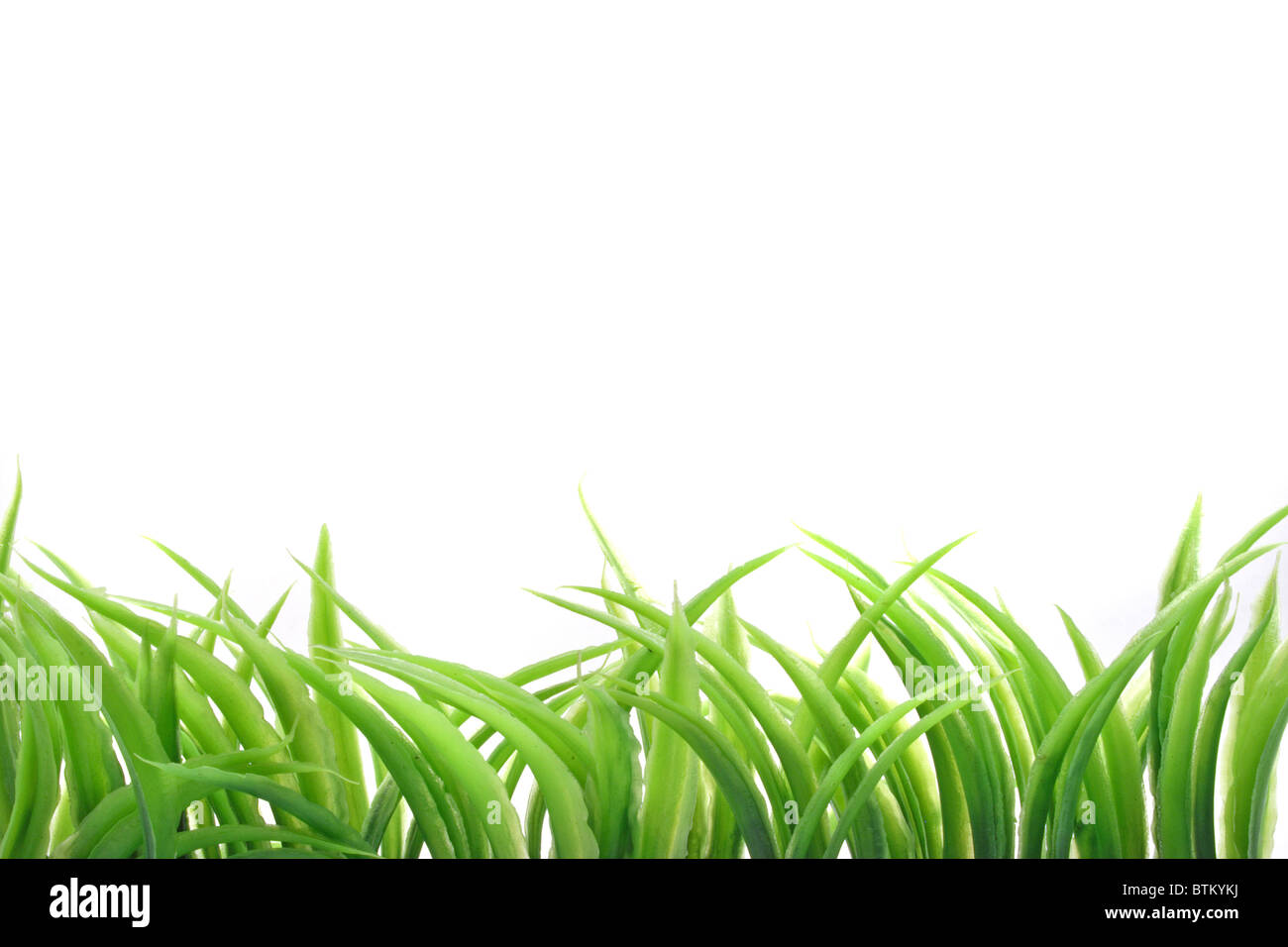 A line of fine grass blades growing in front of plain white background ...