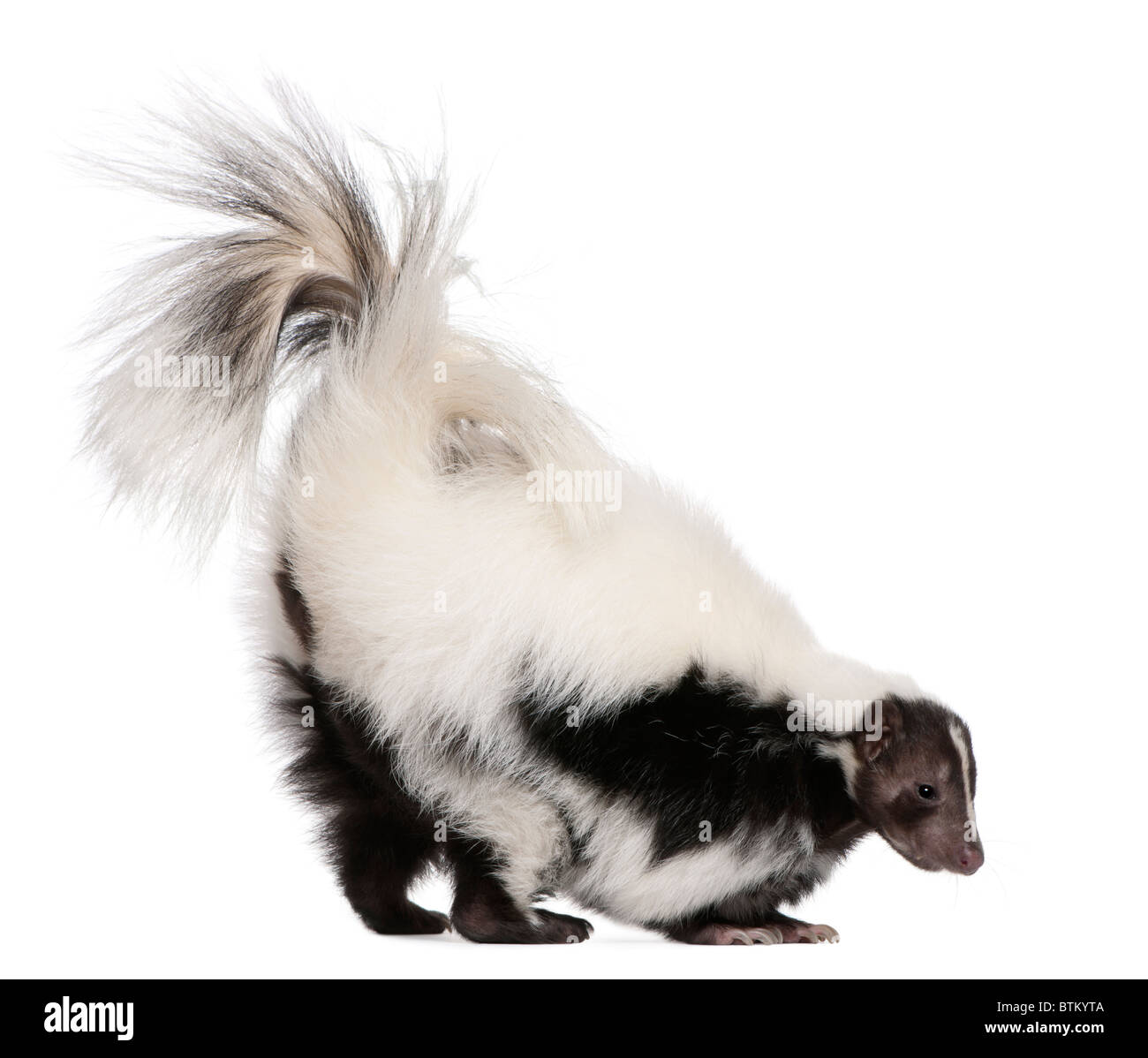 Striped Skunk, Mephitis Mephitis, 5 years old, standing in front of ...