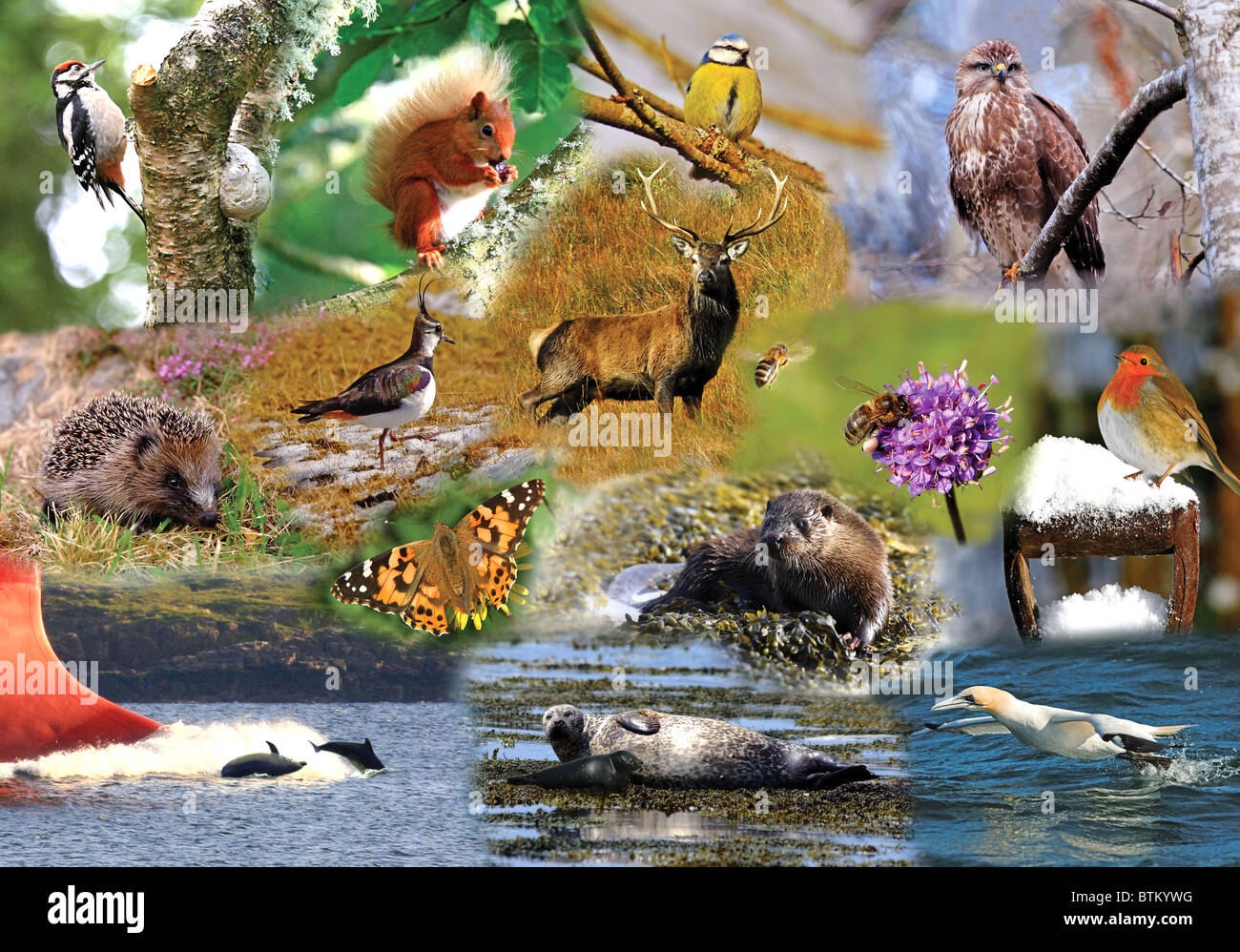 Composite animals hi-res stock photography and images - Alamy