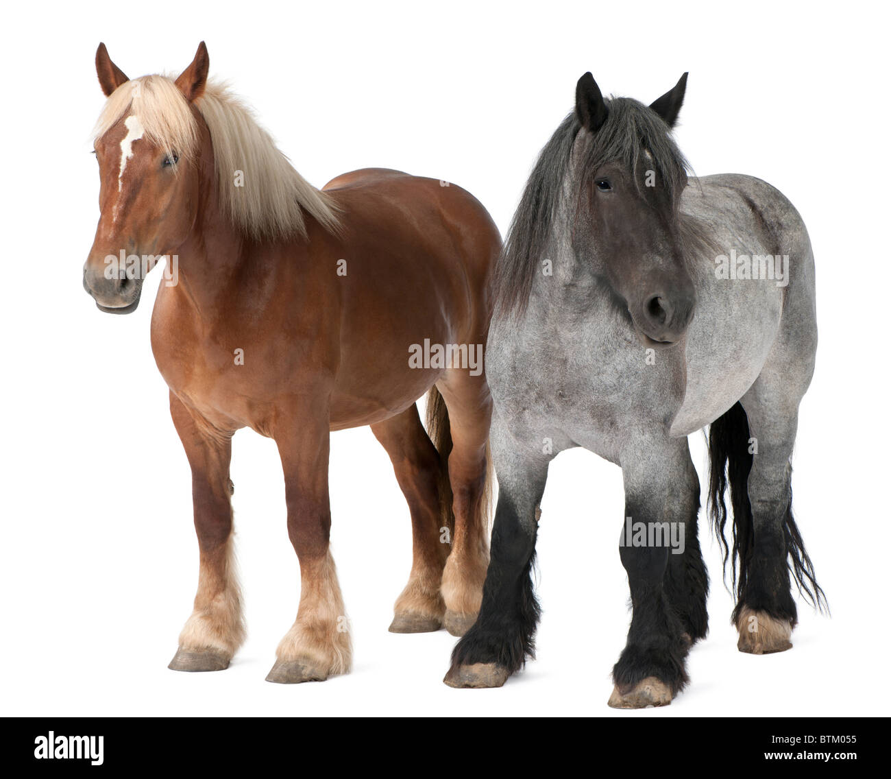 Belgian horses, Belgian Heavy Horse, Brabancon, a draft horse breed ...