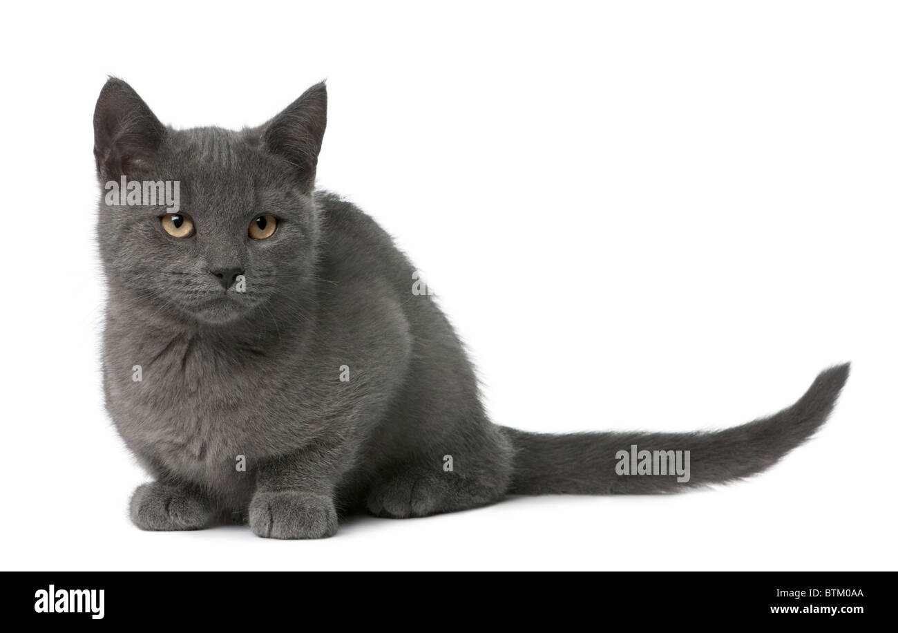 Chartreux Kitten sitting in front of white background Stock Photo - Alamy