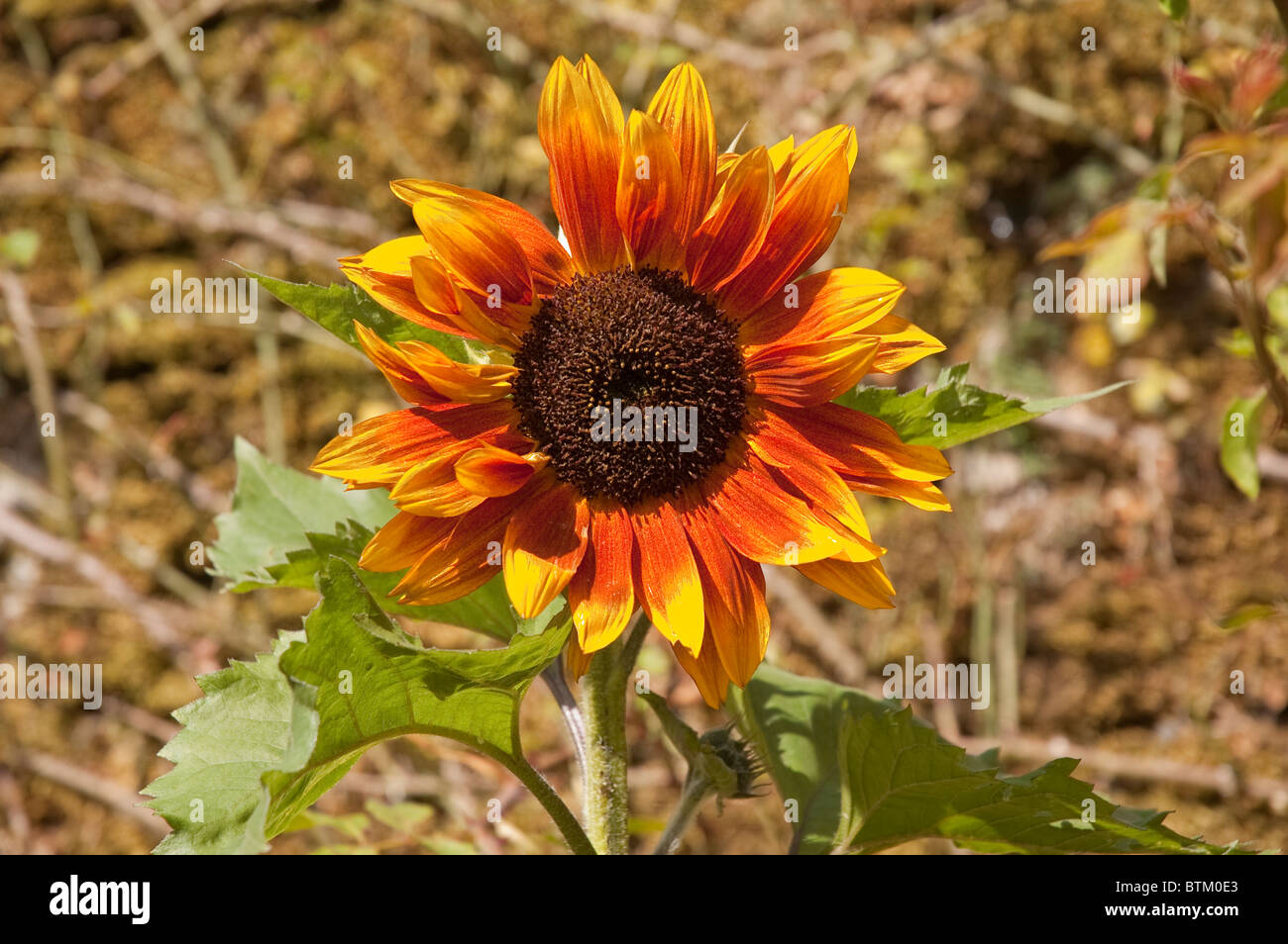 Helianthus annuus red sun hi-res stock photography and images - Alamy