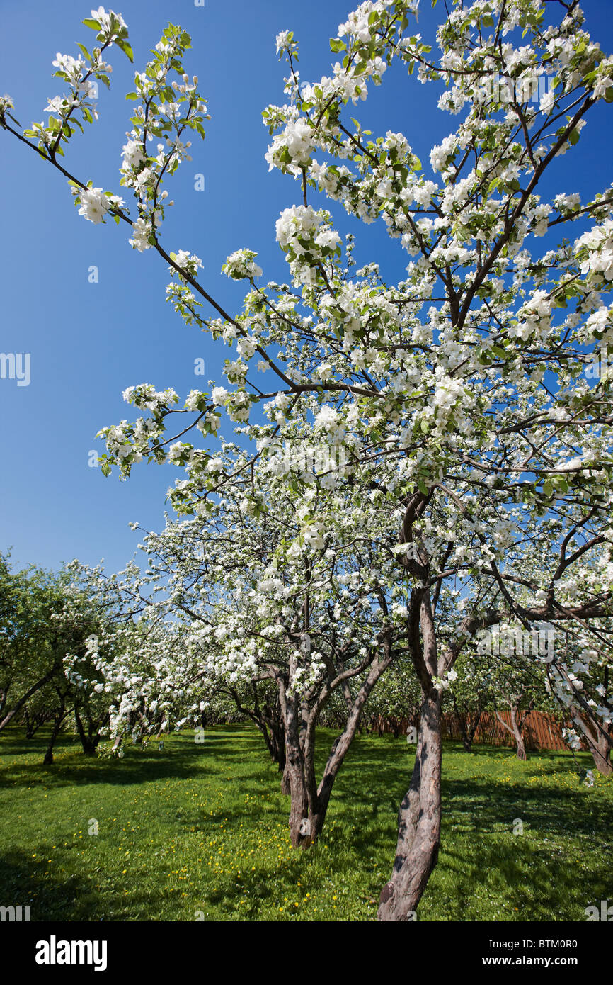 Garden apple trees hi-res stock photography and images - Alamy