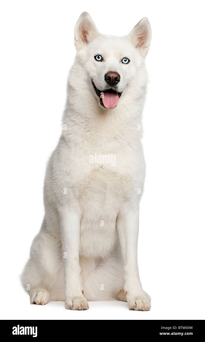 All White Alaskan Husky