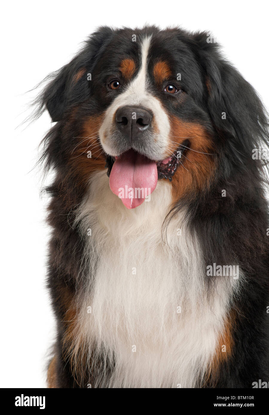 White Great Bernese