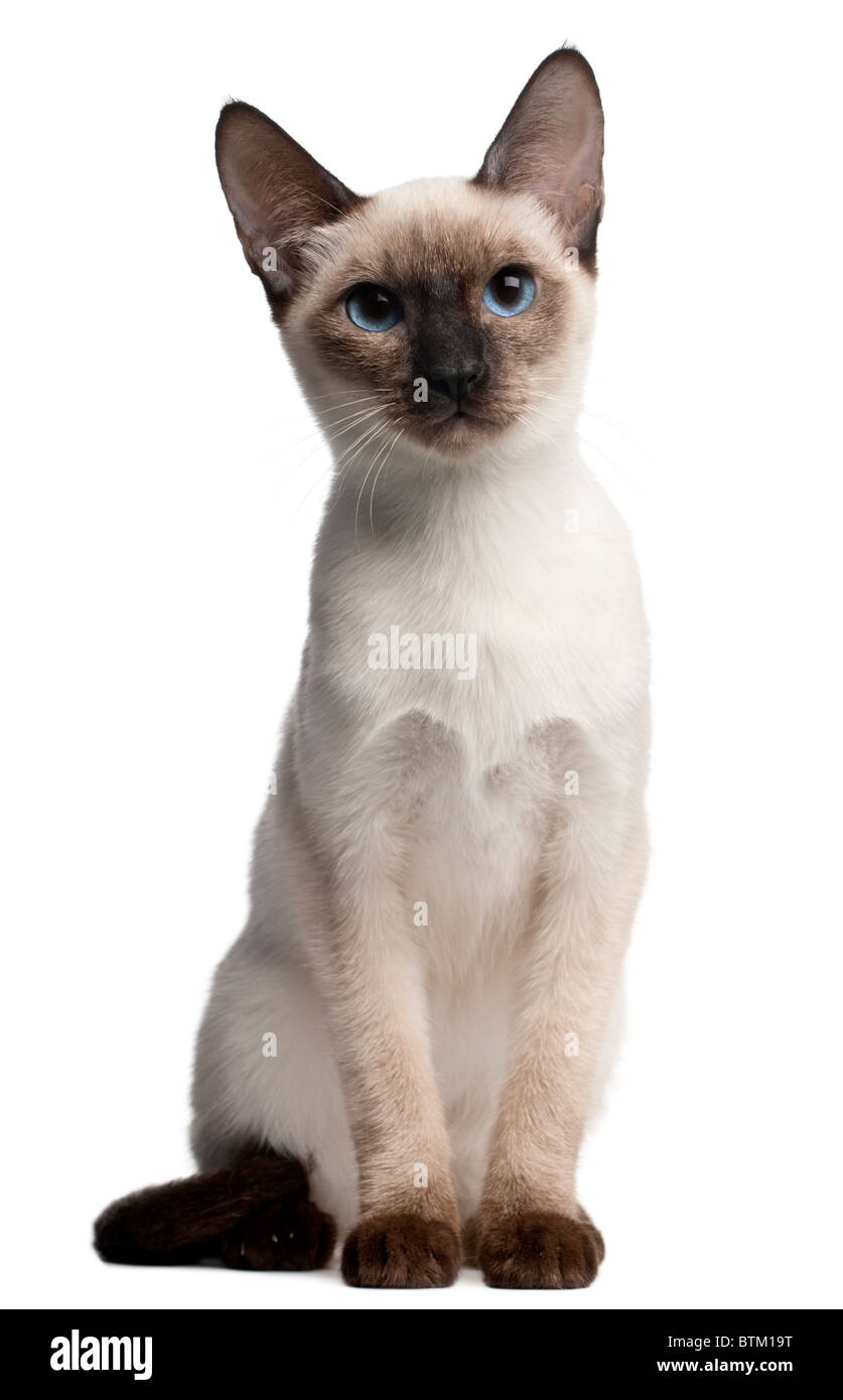 Thai Cat Breed