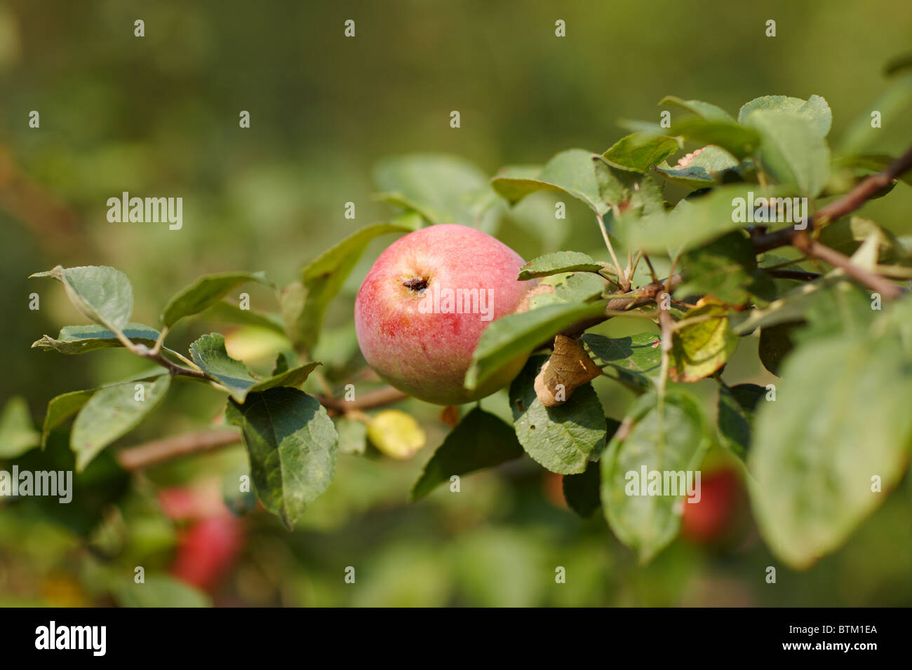Central apple tree hi-res stock photography and images - Alamy