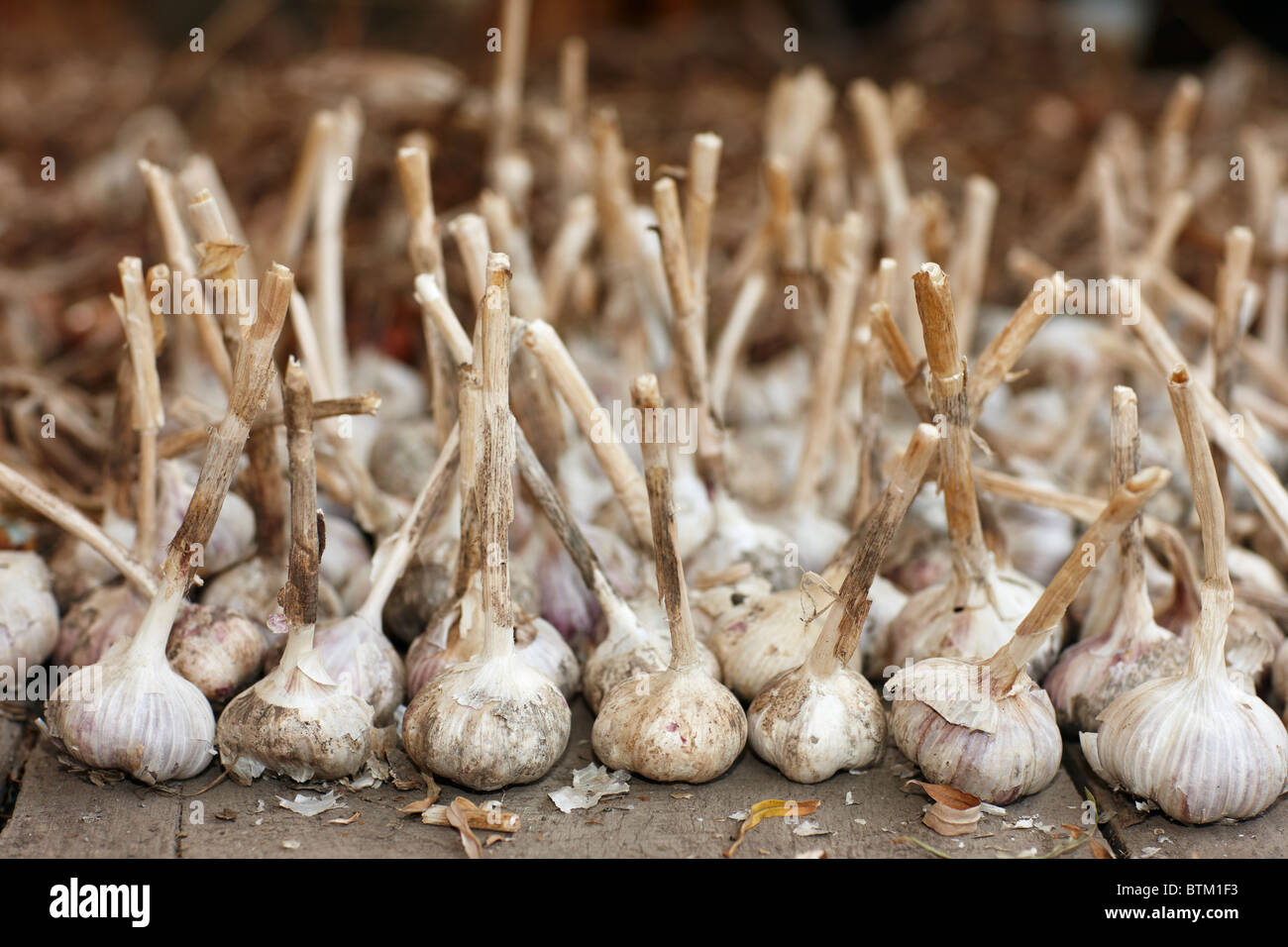 Organically grown garlic. Scientific name: Allium sativum Stock Photo ...