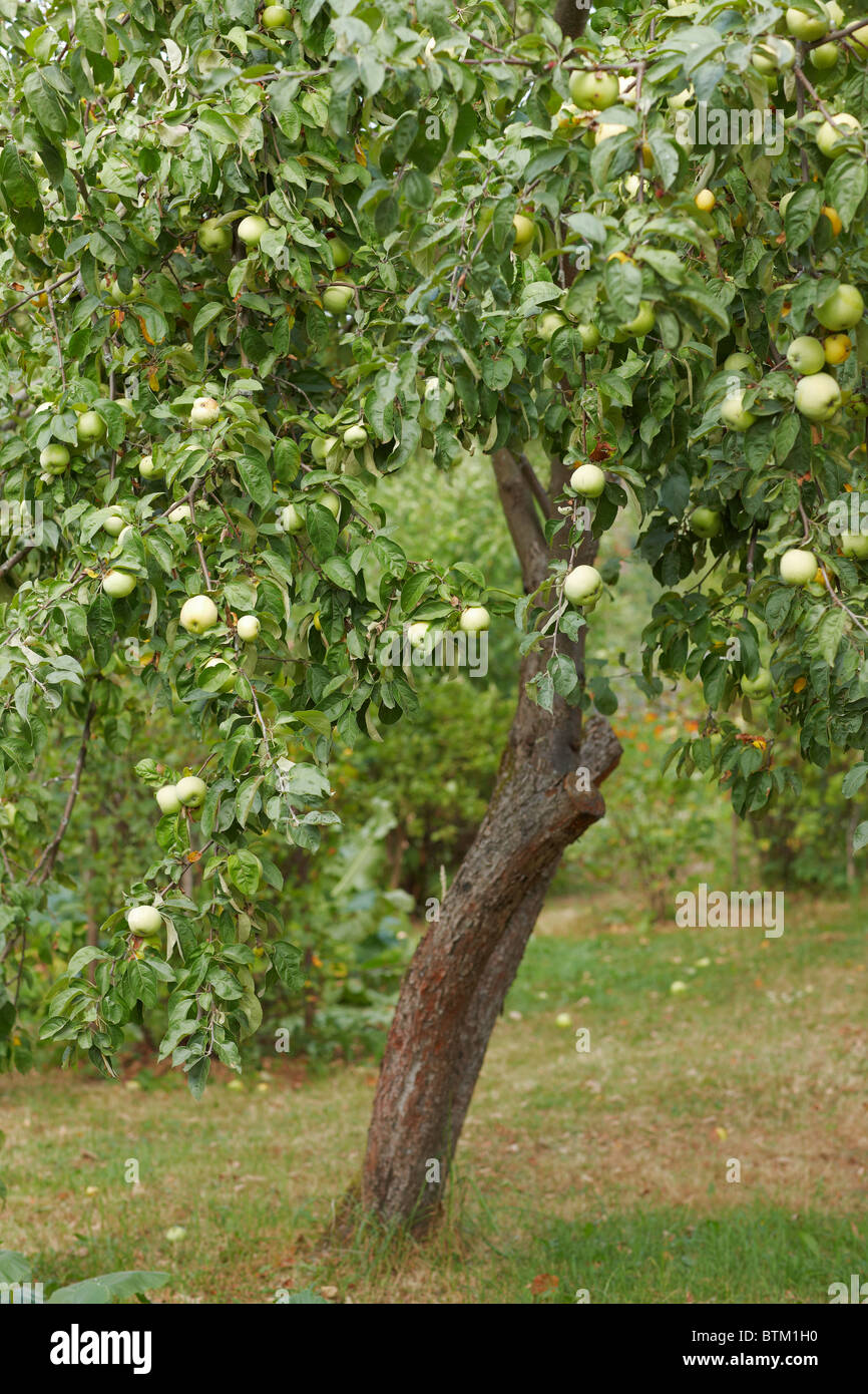Apple tree. Central Russia Stock Photo - Alamy