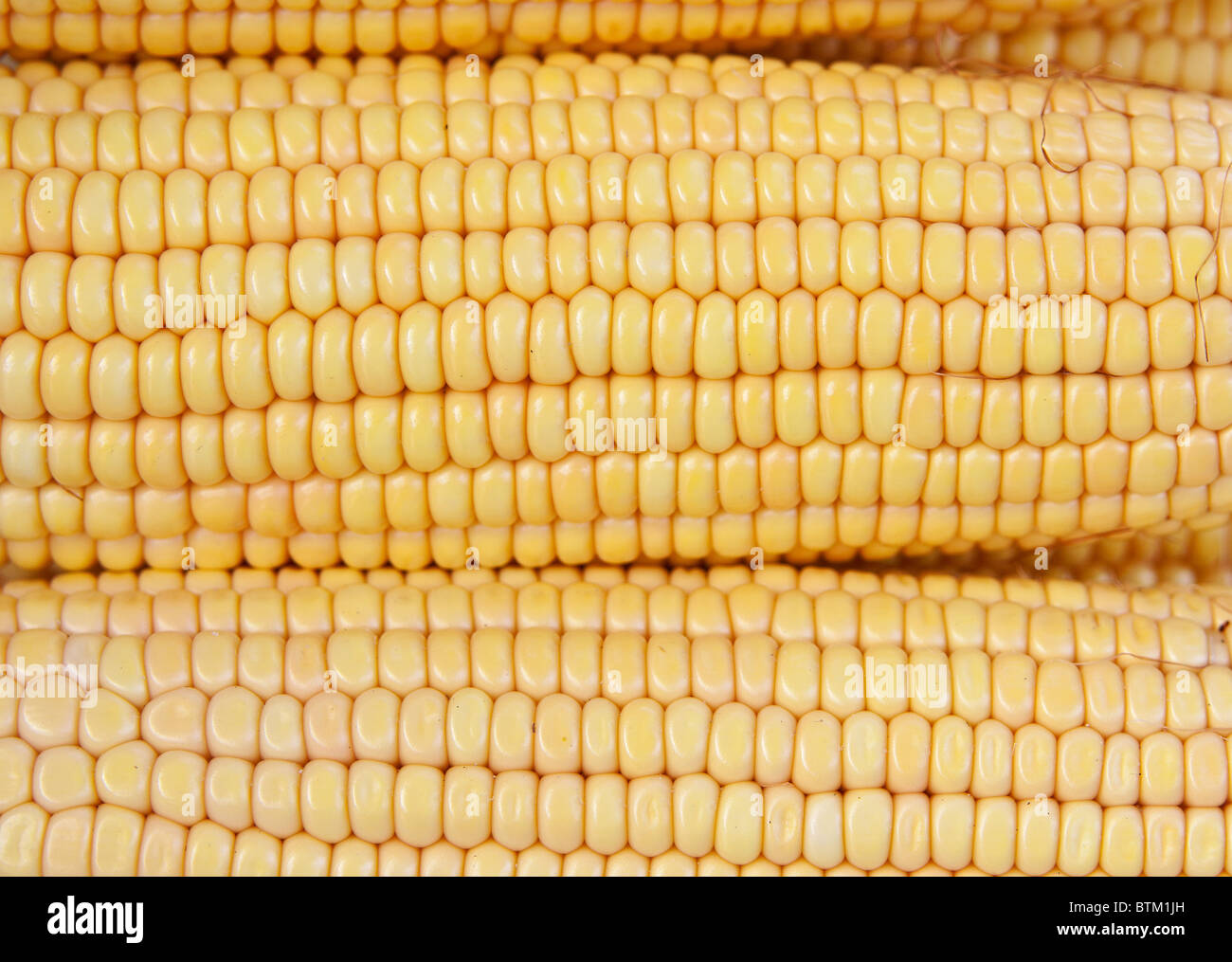 Kernel corn cob close up hi-res stock photography and images - Alamy