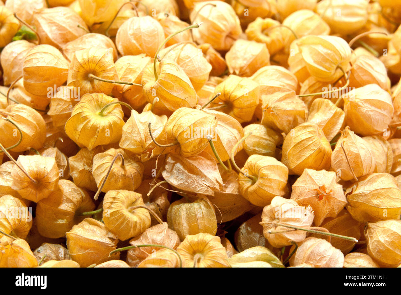 Fruit gooseberry hi-res stock photography and images - Alamy