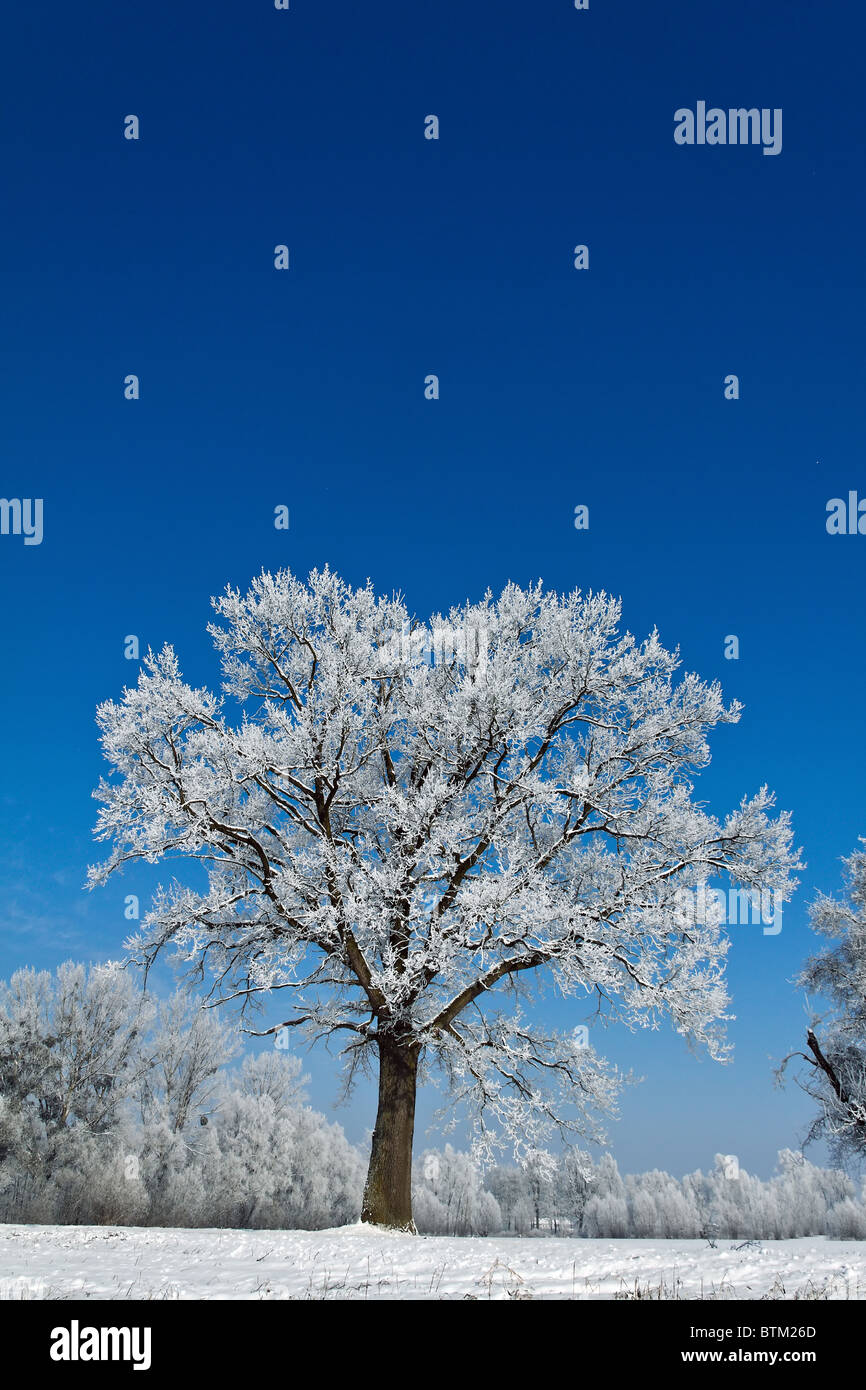 A landscape with rime, frost and snow on tree in winter Stock Photo - Alamy
