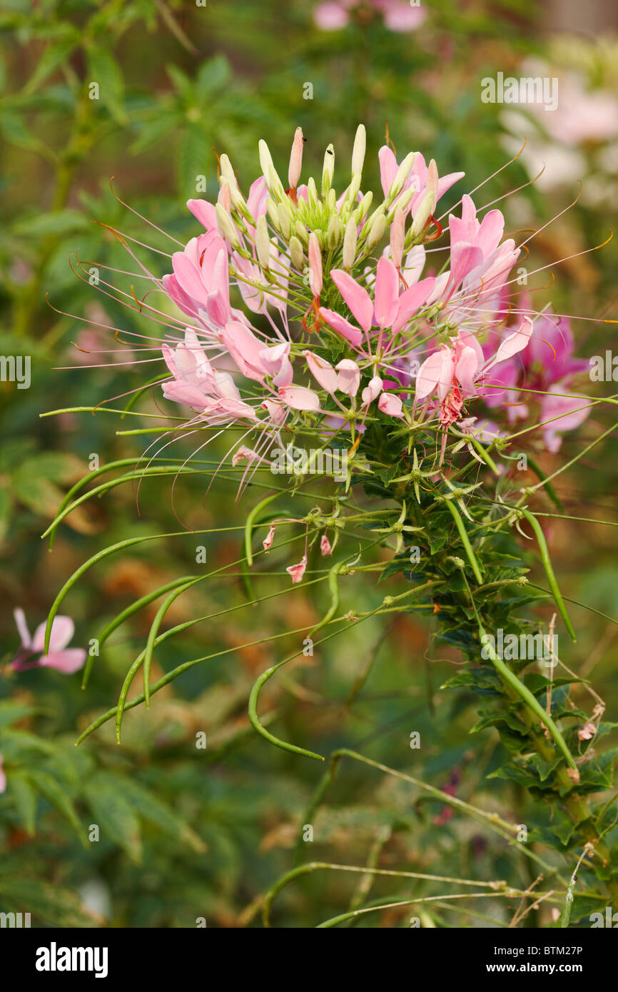 Cleome, or Spider Flower Stock Photo - Alamy