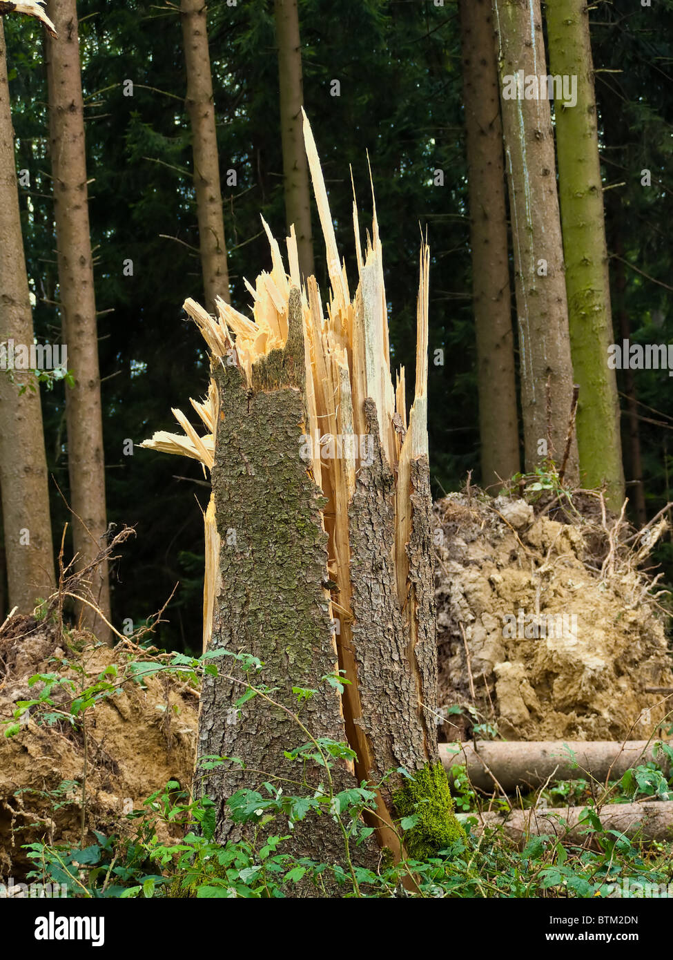 Storm damage. Fallen trees in the forest after a storm Stock Photo - Alamy