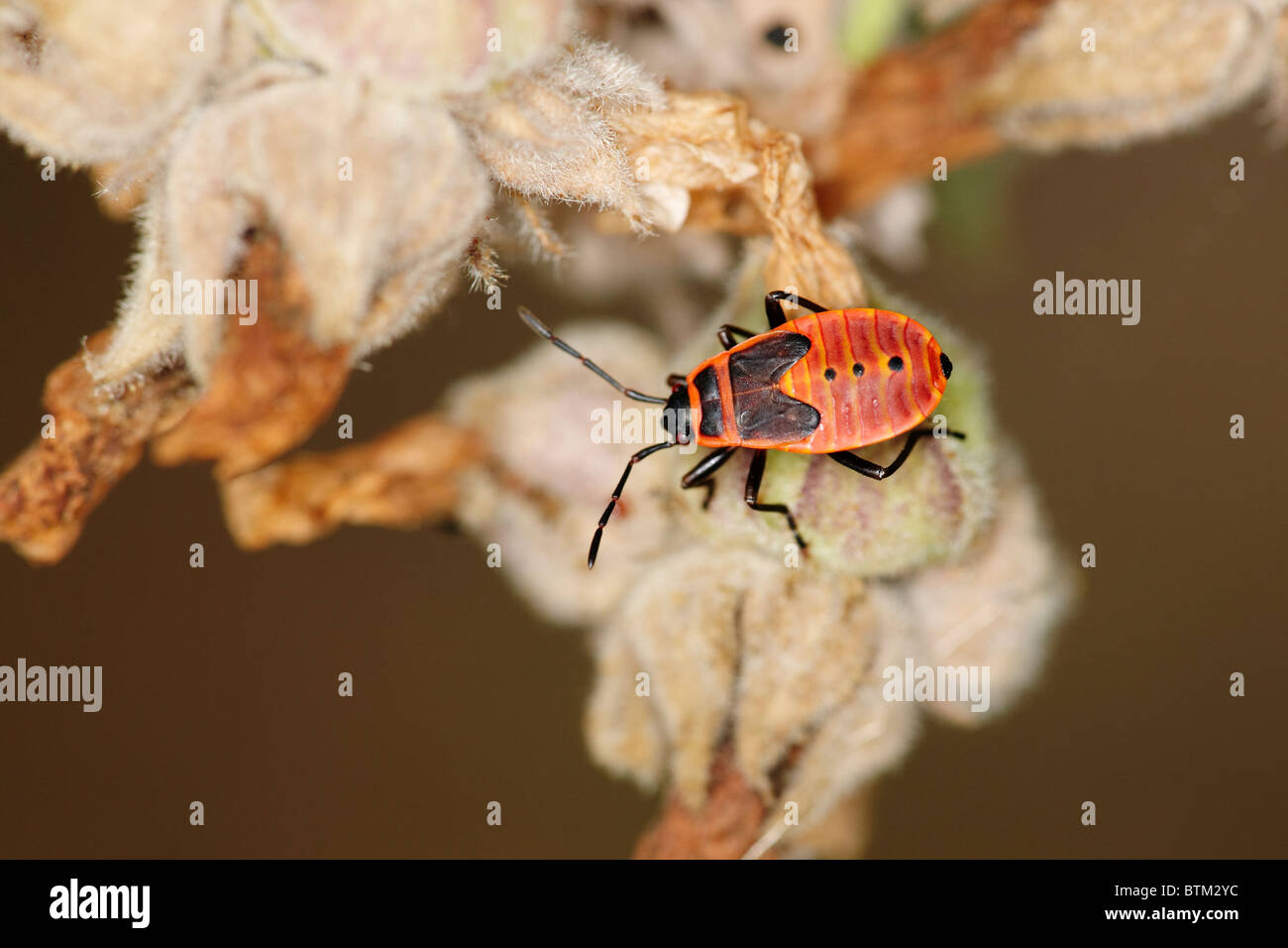 Black fire beetle hi-res stock photography and images - Alamy