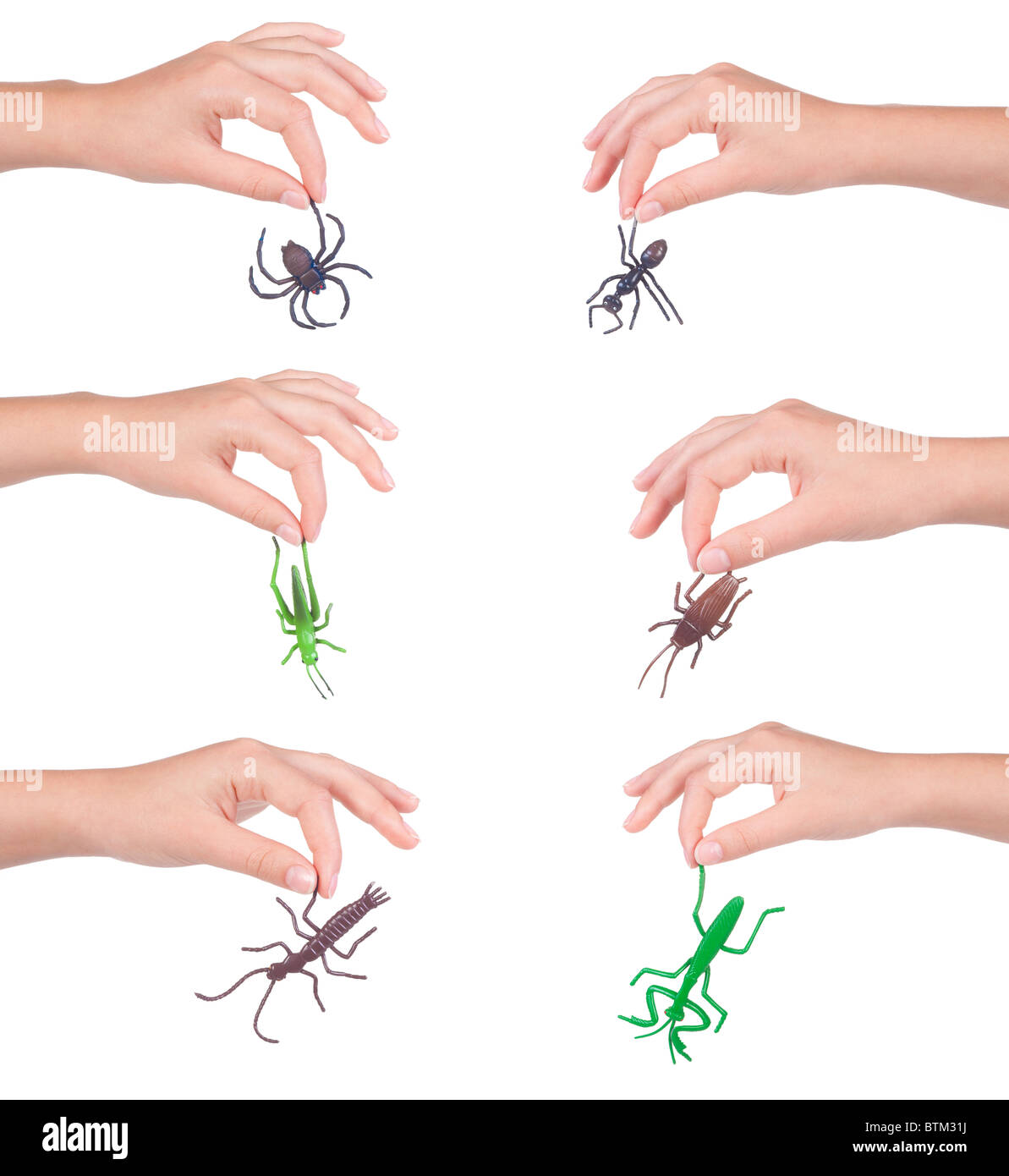 Scary insects Cut Out Stock Images & Pictures - Alamy