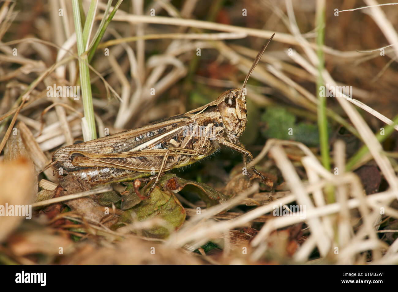 Common field grasshopper. Scientific name: Chorthippus brunneus ...