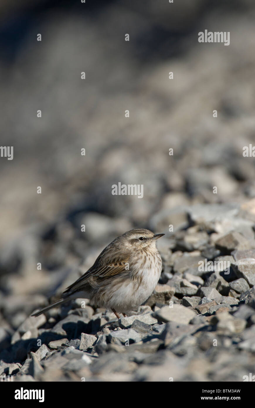 New Zealand pipit Anthus novaeseelandiae Stock Photo - Alamy