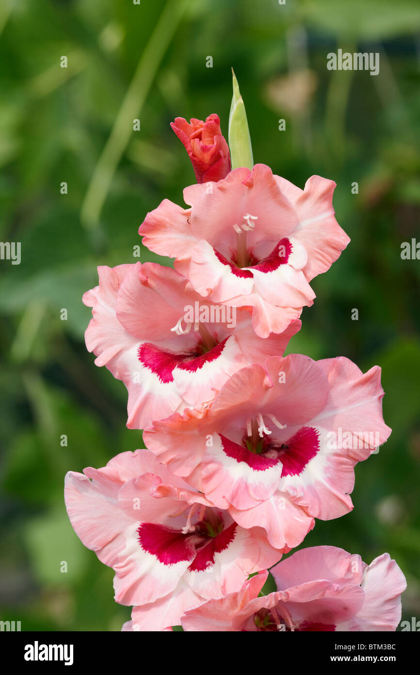 Gladiolus hi-res stock photography and images - Alamy