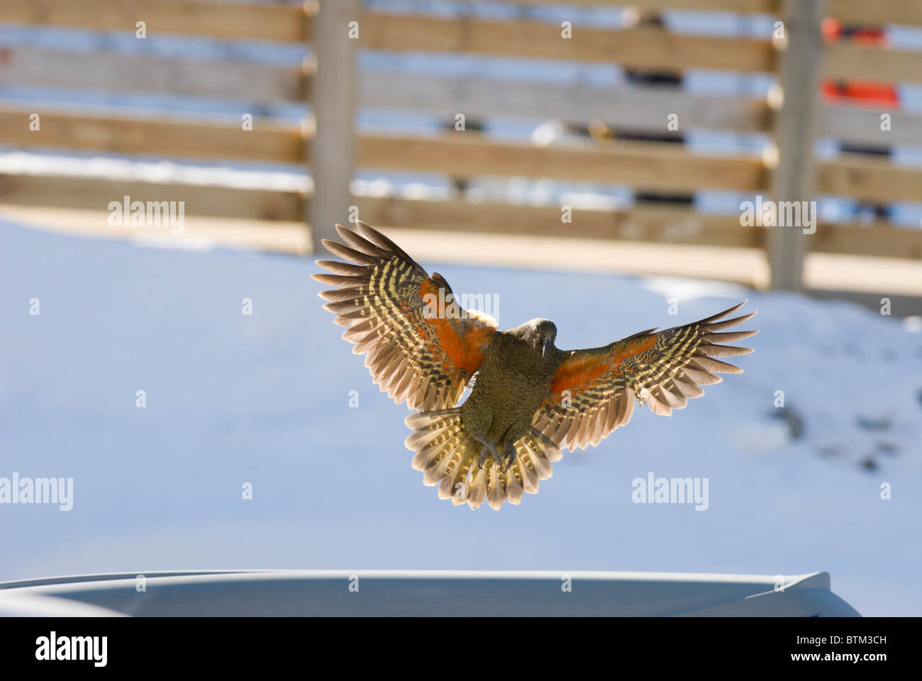 Kea Flying High Resolution Stock Photography and Images - Alamy