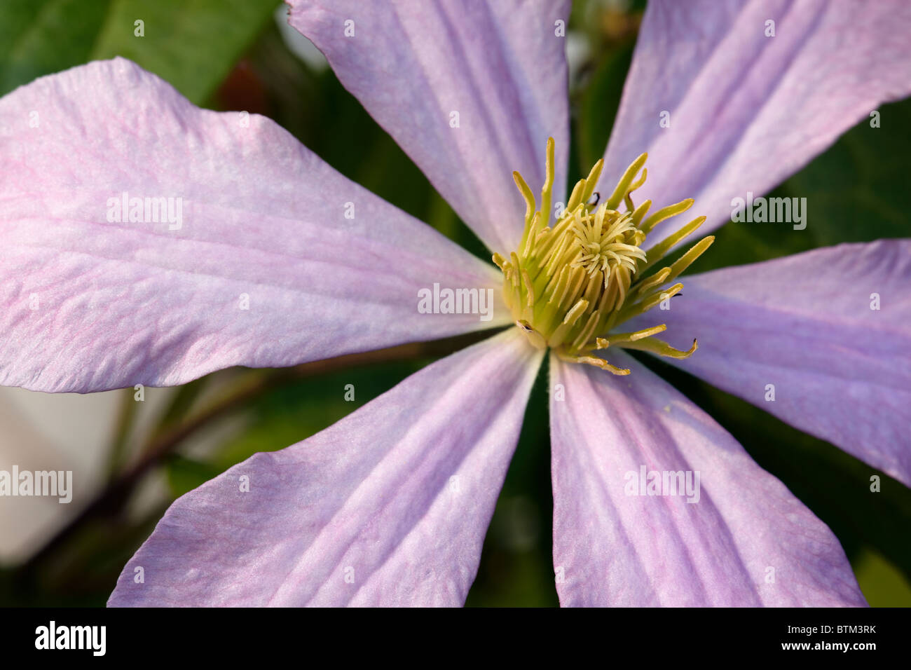 Clematis flower hi-res stock photography and images - Alamy