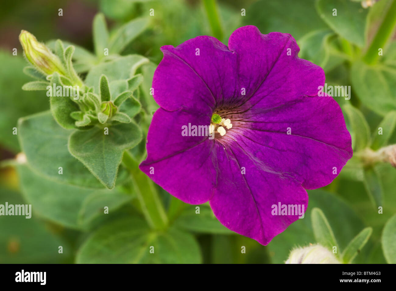 Petunia flower close up Stock Photo - Alamy