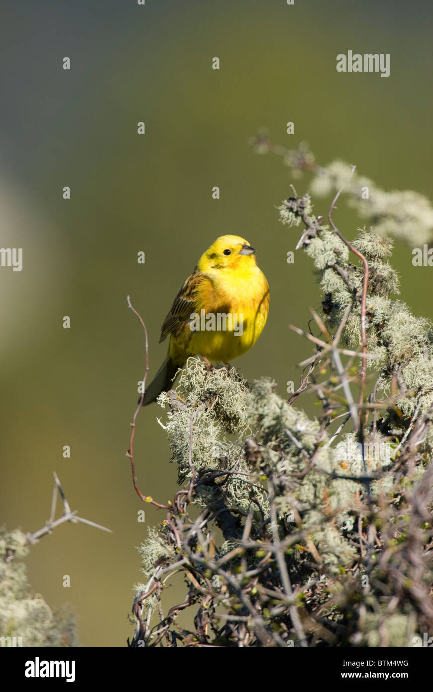Male Yellowhammer (Emberiza citrinella). New Zealand Stock Photo - Alamy