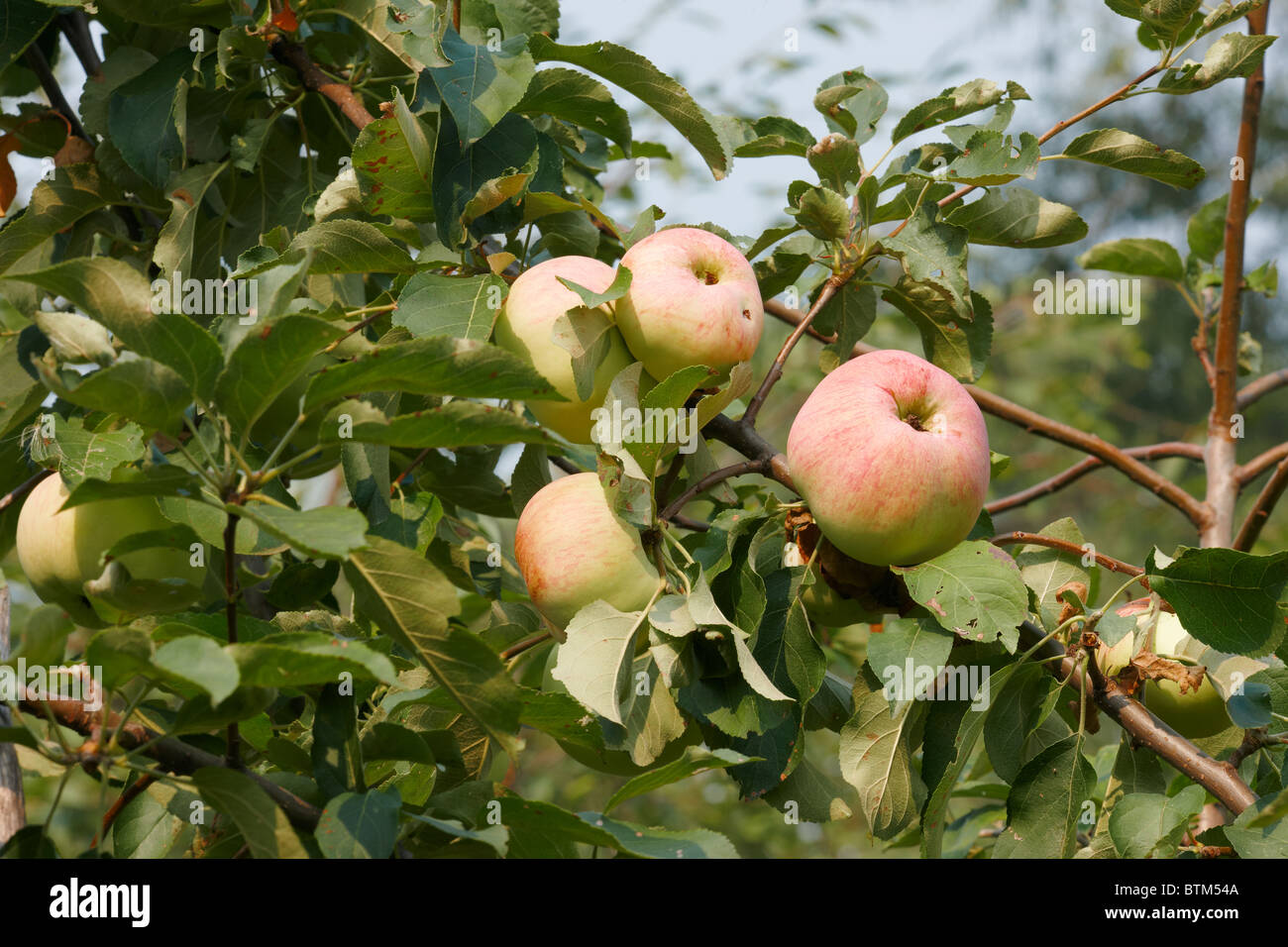 Organically grown apples on the apple tree branch Stock Photo - Alamy