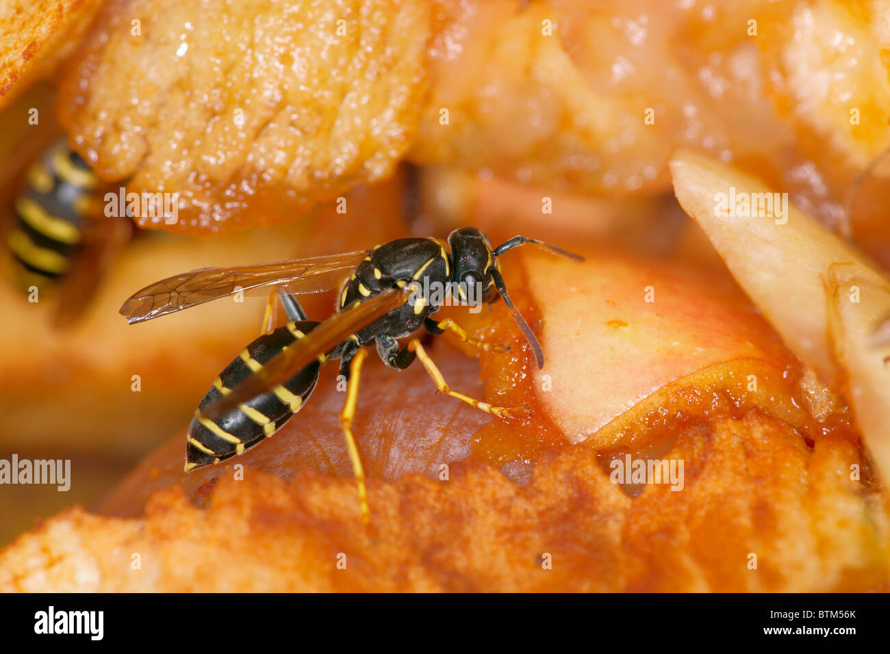 Polistes nimpha hi-res stock photography and images - Alamy