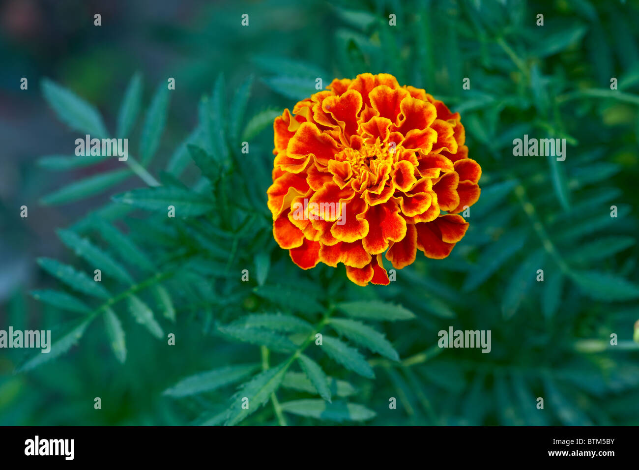 French Marigold. Scientific name: Tagetes patula Stock Photo - Alamy