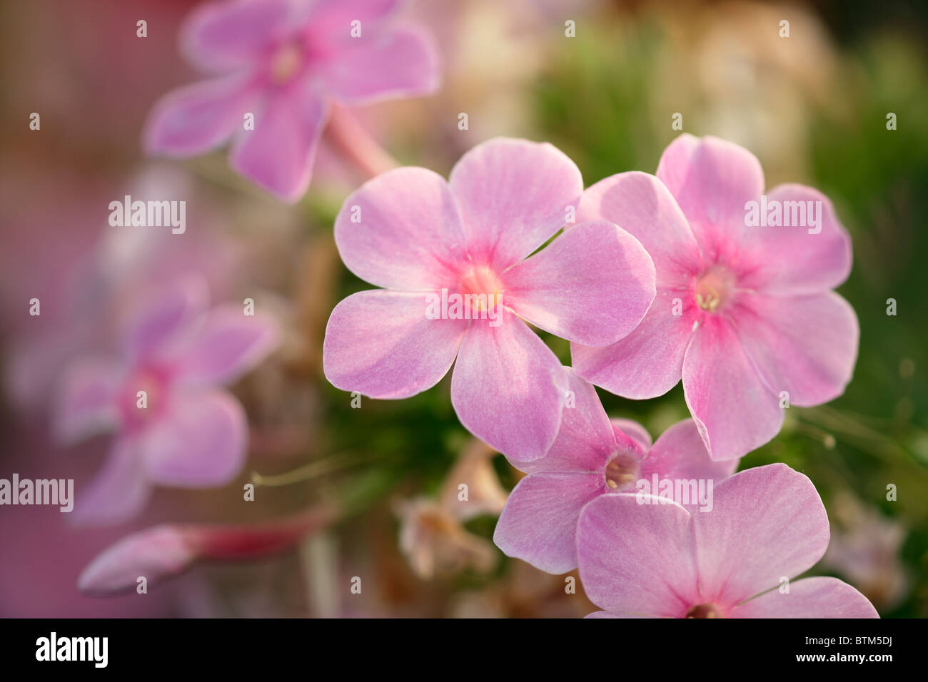 Pink phlox flowers. Scientific name: Phlox paniculata Stock Photo - Alamy