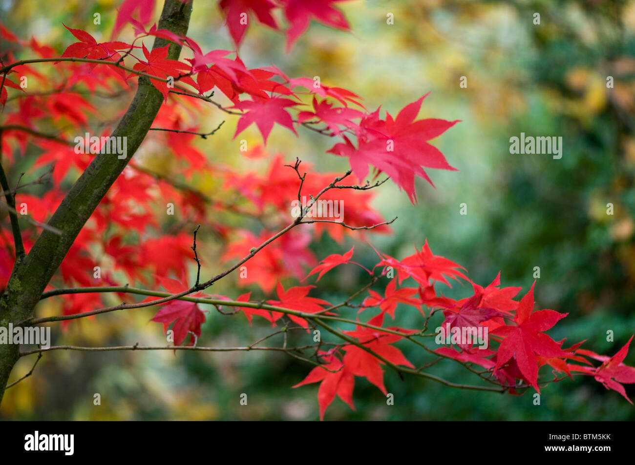 Close-up image of the vibrant Autumn/Fall coloured leaves of Acer ...