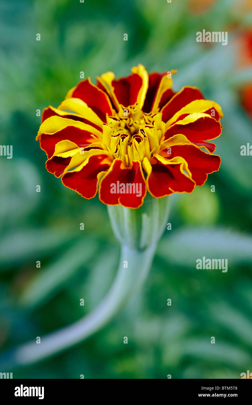 French Marigold. Scientific name: Tagetes patula Stock Photo - Alamy