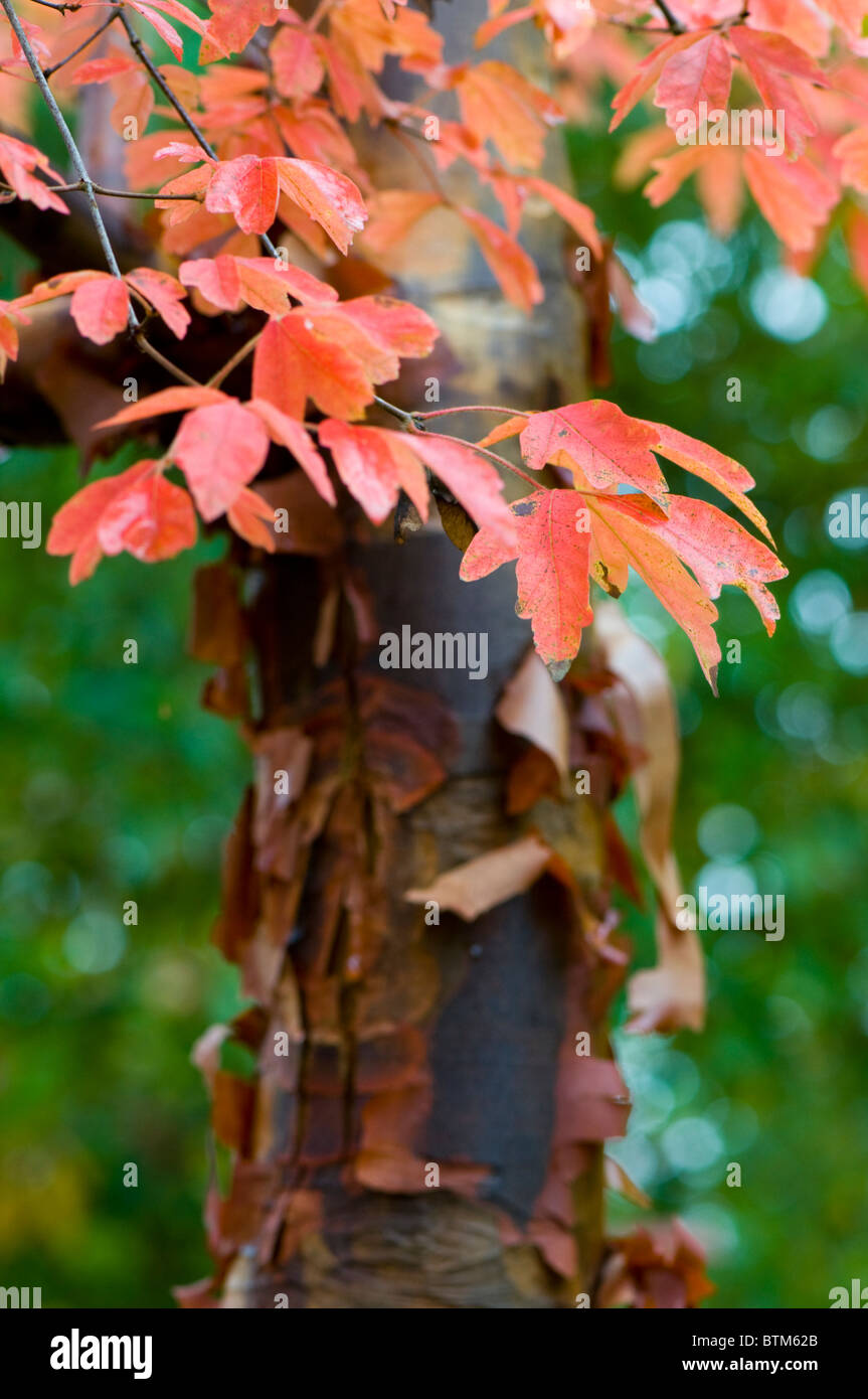 Autumn coloured leaves of Acer Griseum - paper bark maple tree Stock ...