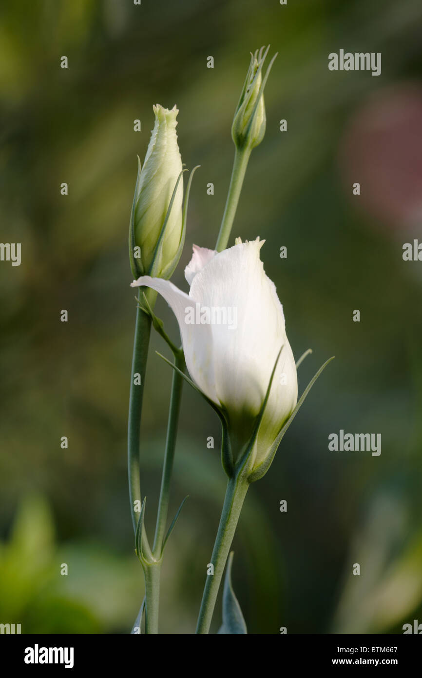 Close up of white Lisianthus (Eustoma Grandiflorum) unopened flowers ...