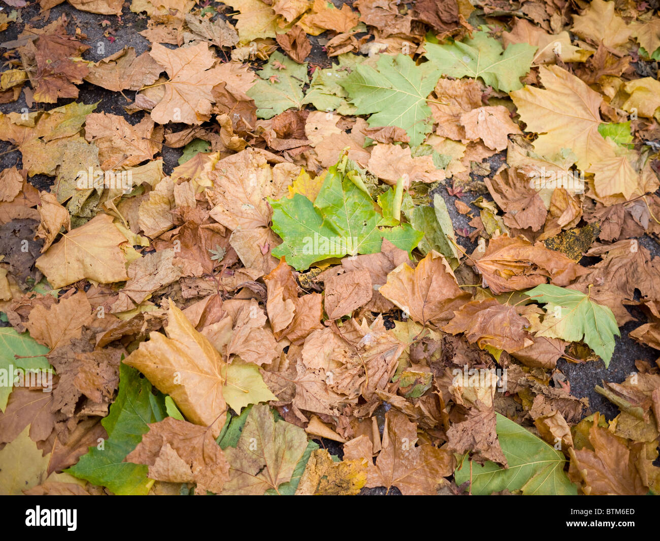 Pavement sidewalk autumn hi-res stock photography and images - Alamy