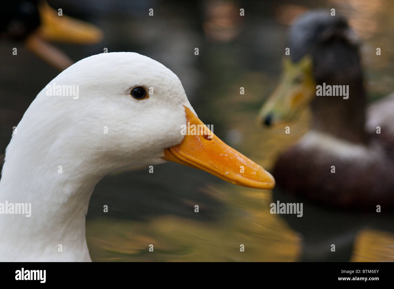 White duck with orange beak hi-res stock photography and images - Alamy
