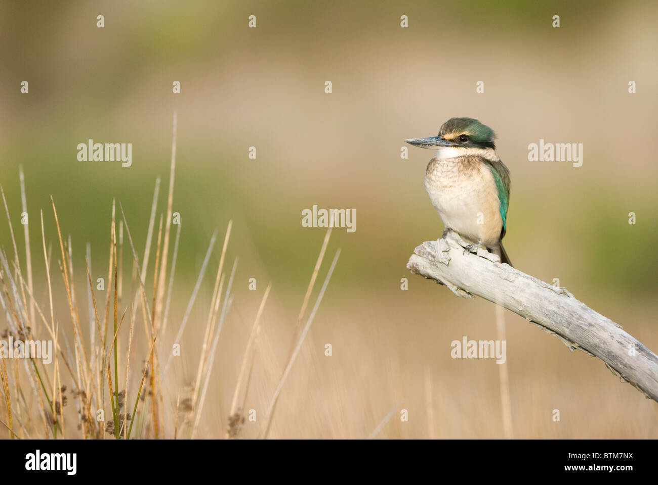 New Zealand sacred kingfisher Halcyon sancta Stock Photo - Alamy