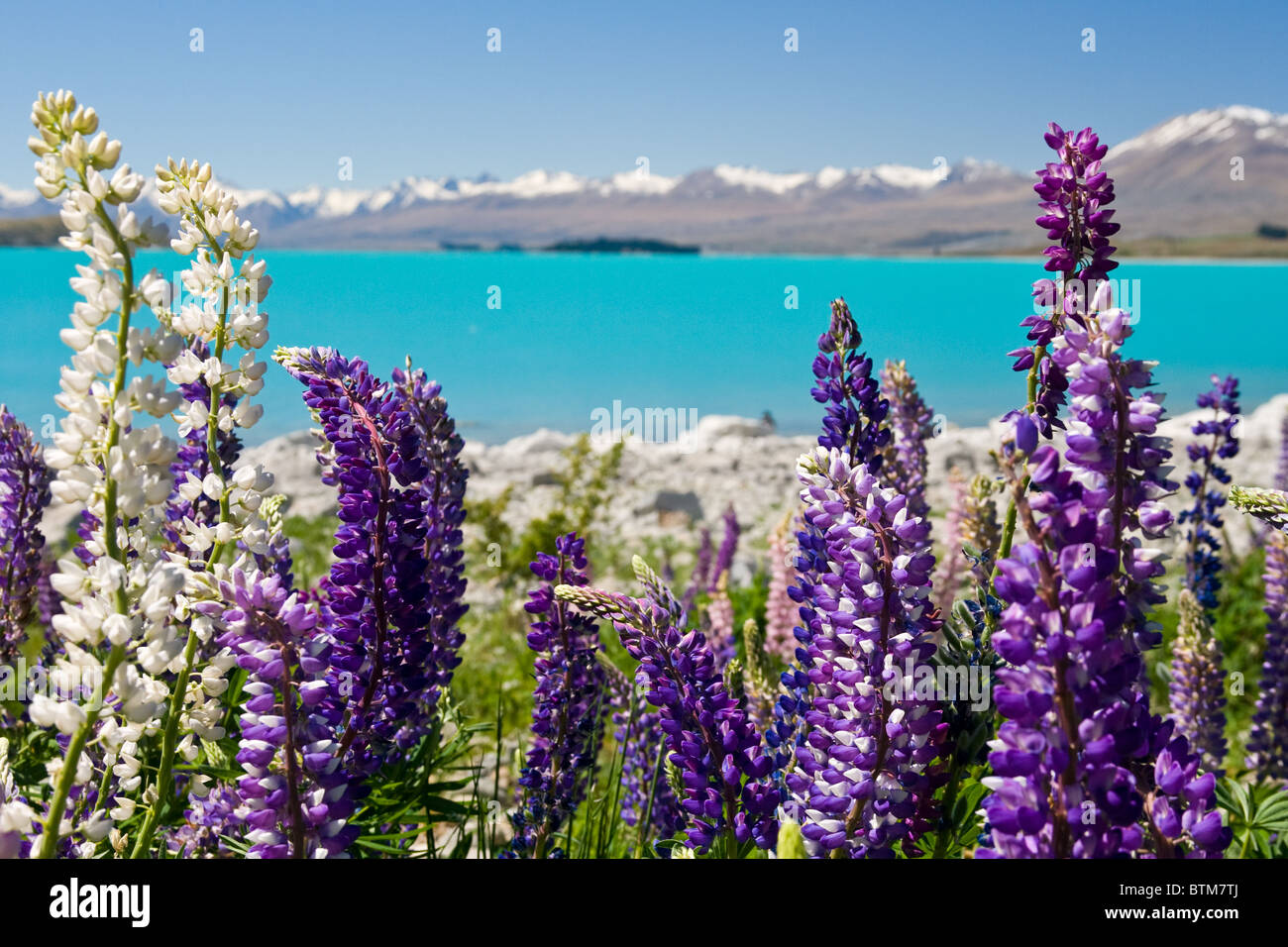 Lupins in Spring backed by Lake Tekapo Stock Photo - Alamy
