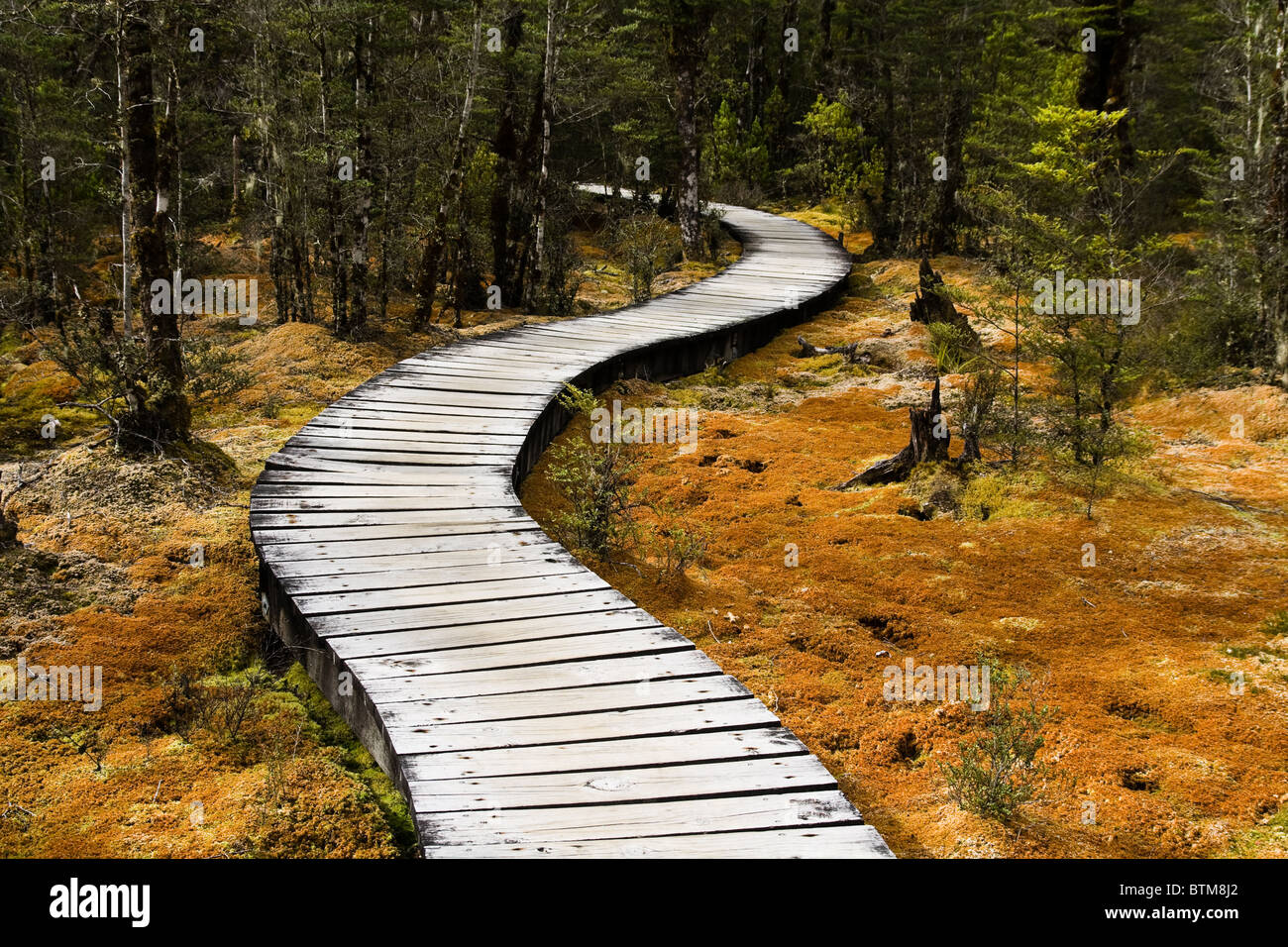 Boardwalk through deep forest, milford track, new zealand Stock Photo ...