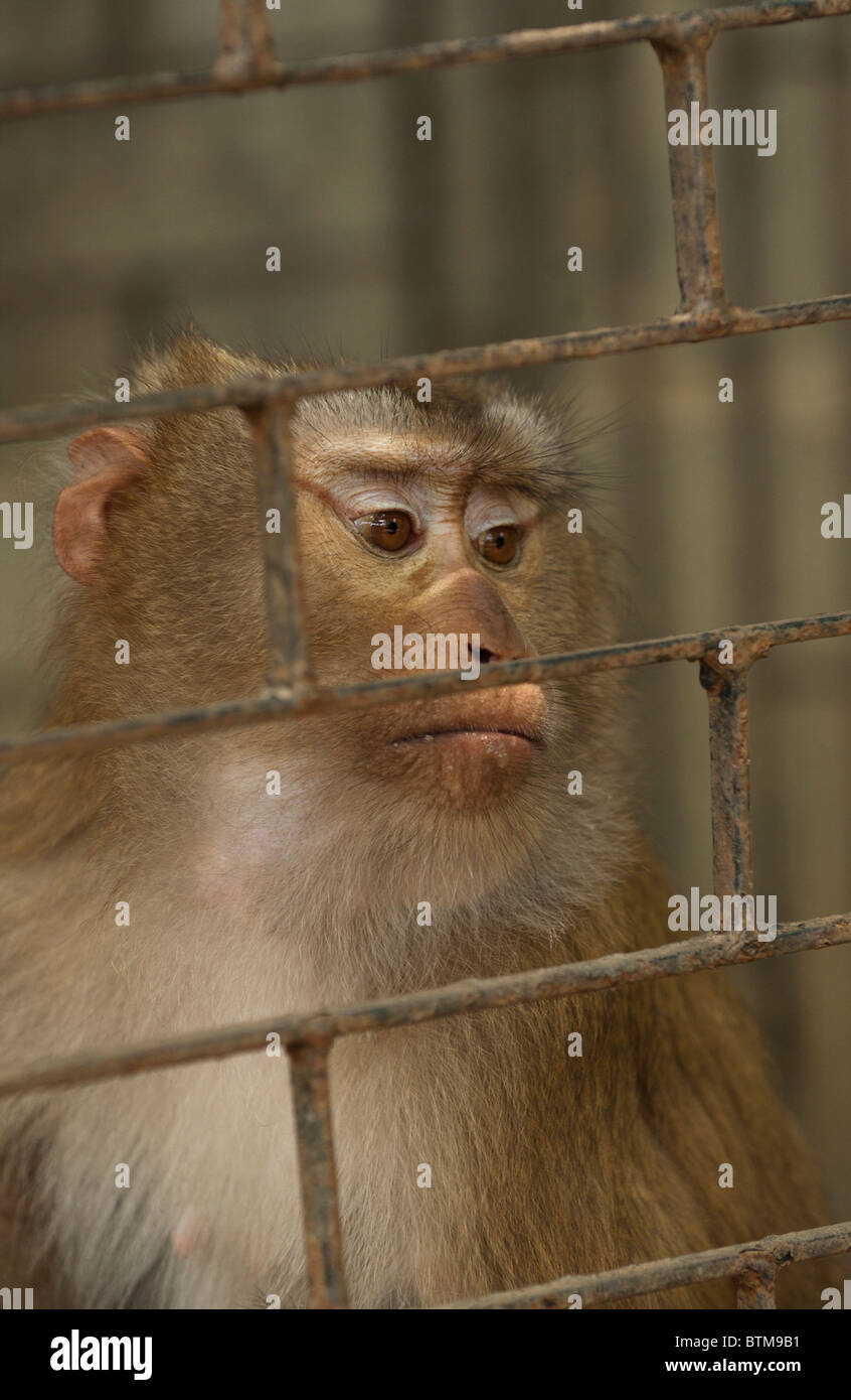 Monkey in cage Stock Photo - Alamy