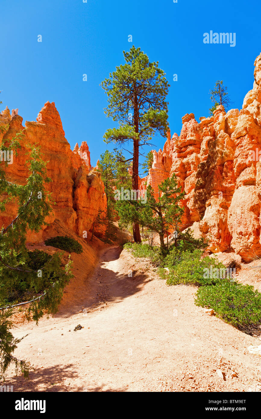Desert trees hi-res stock photography and images - Alamy