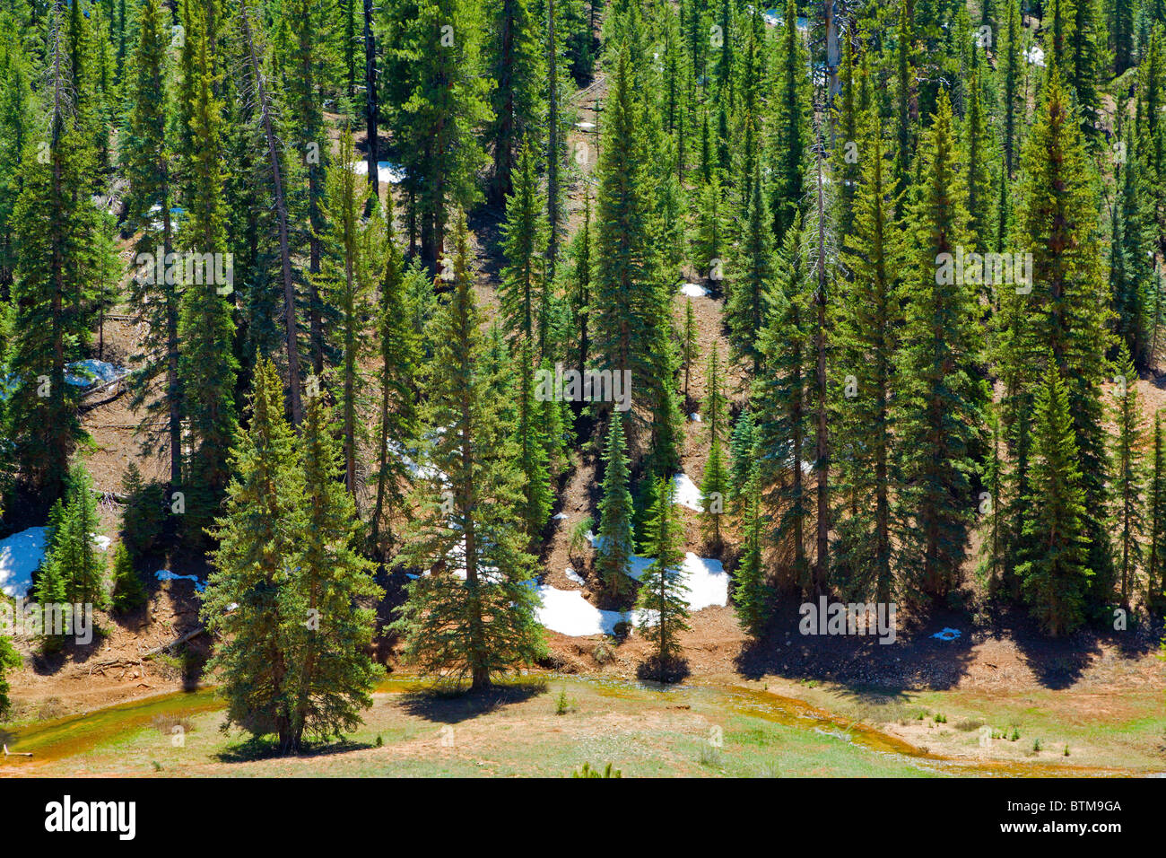 Forest water runoff hi-res stock photography and images - Alamy