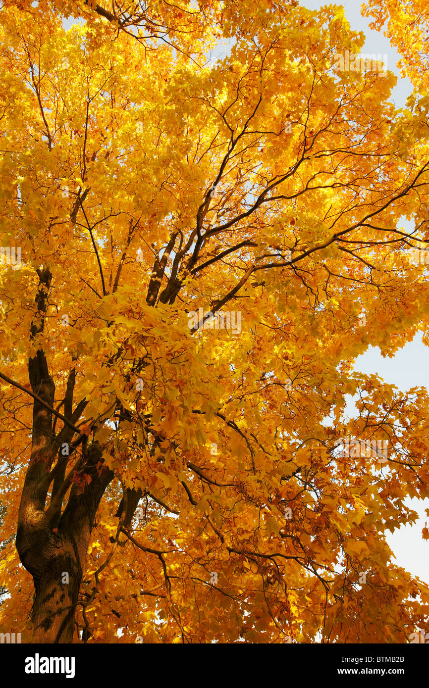 European oak tree in golden autumn colours. Scientific name: Quercus ...