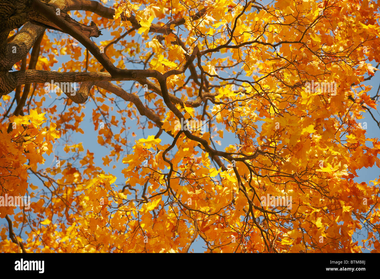 Oak tree in autumn colours Stock Photo - Alamy