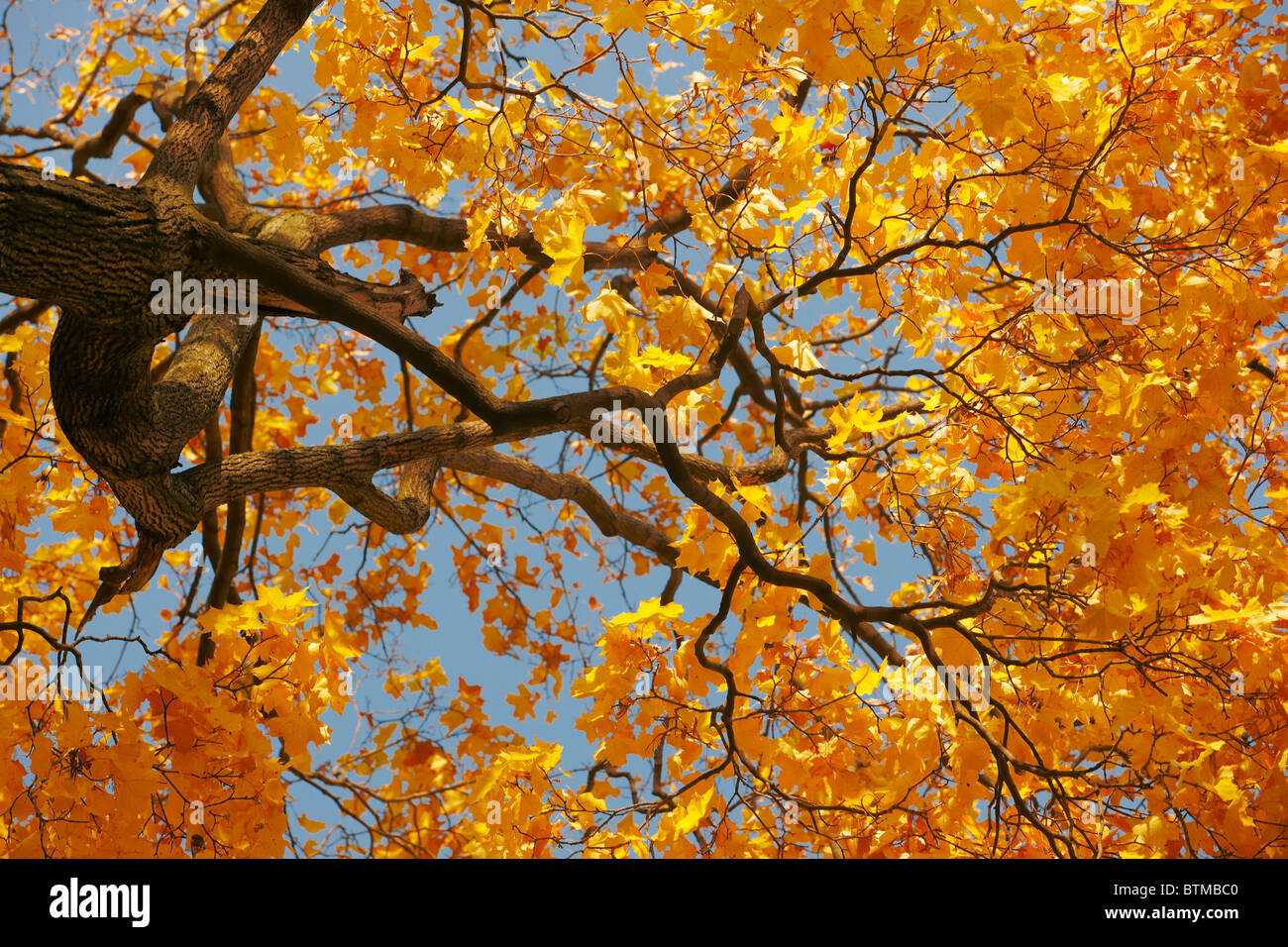 Oak tree in autumn colours Stock Photo - Alamy