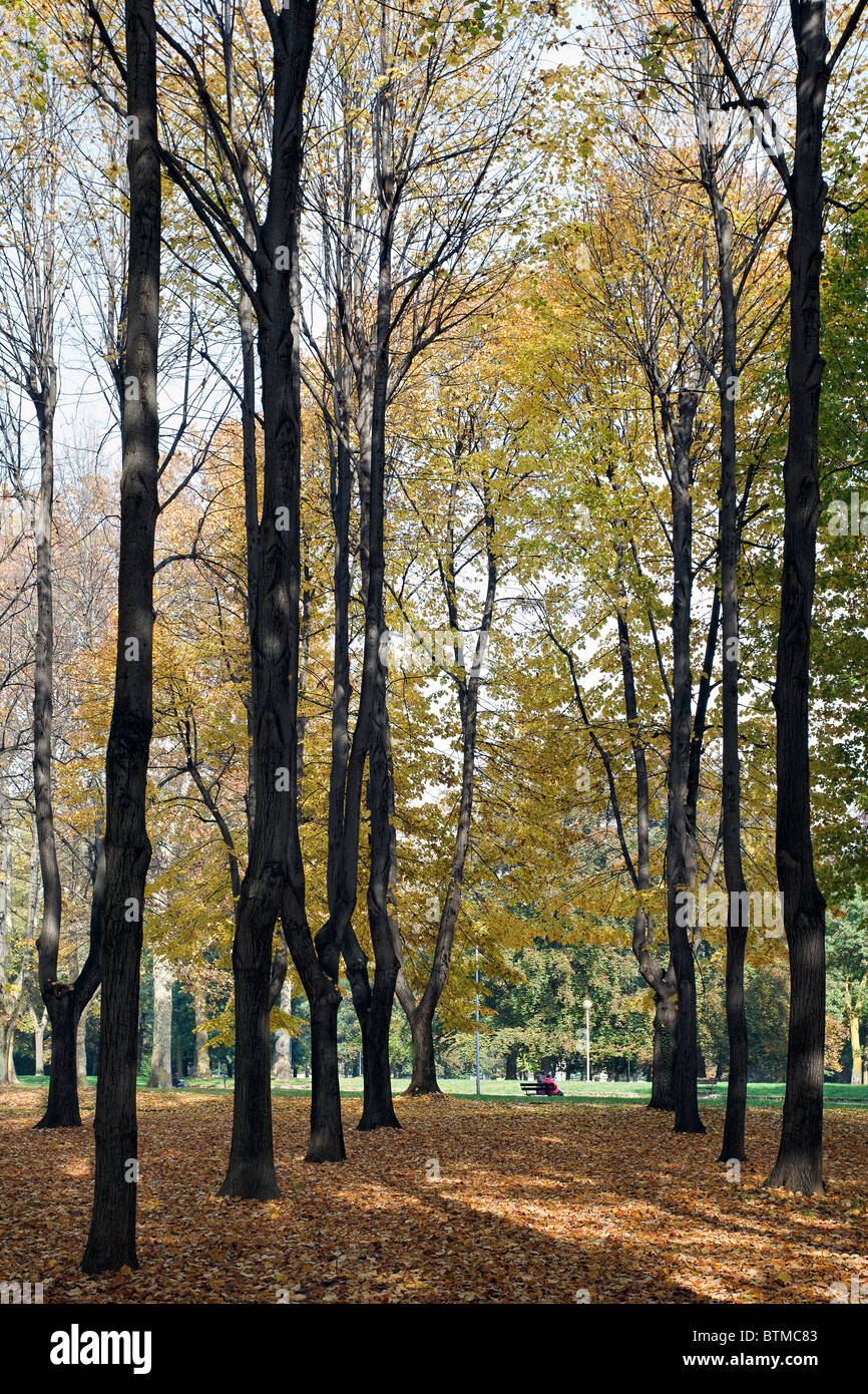Autumn colours in Parco di Monza Italy Stock Photo - Alamy