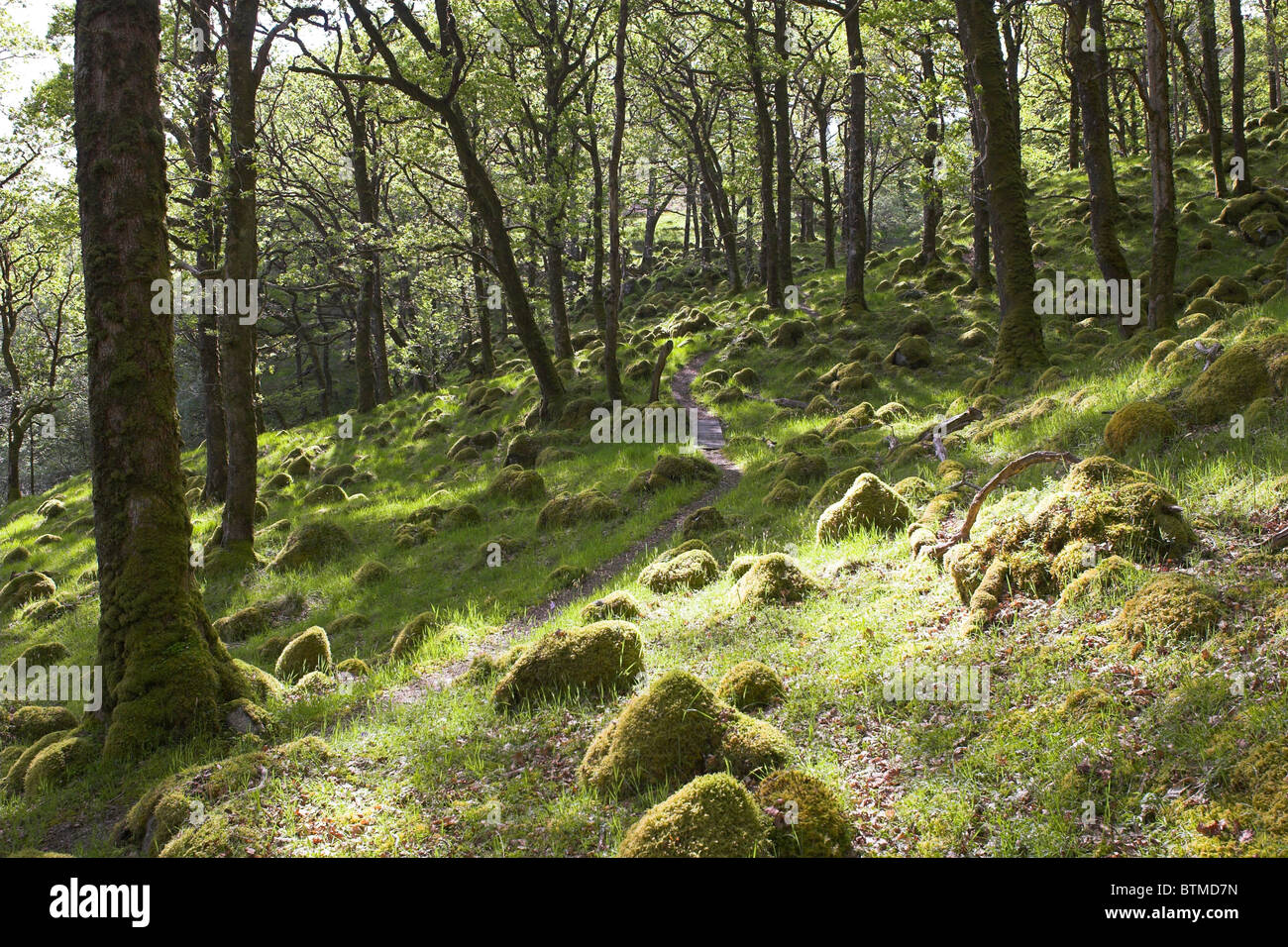 Woodland view with ant hills, moss and trees at Ariundle, Ardnamurchan ...